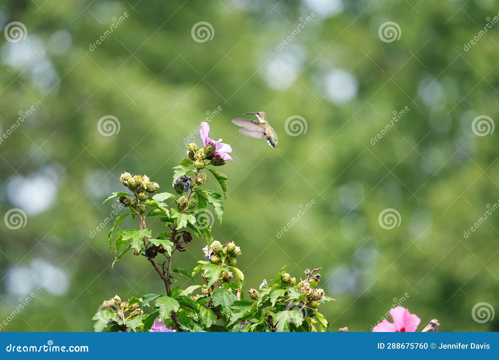 A Ruby Throated Hummingbird is Getting Nectar from a Hibiscus Flower ...