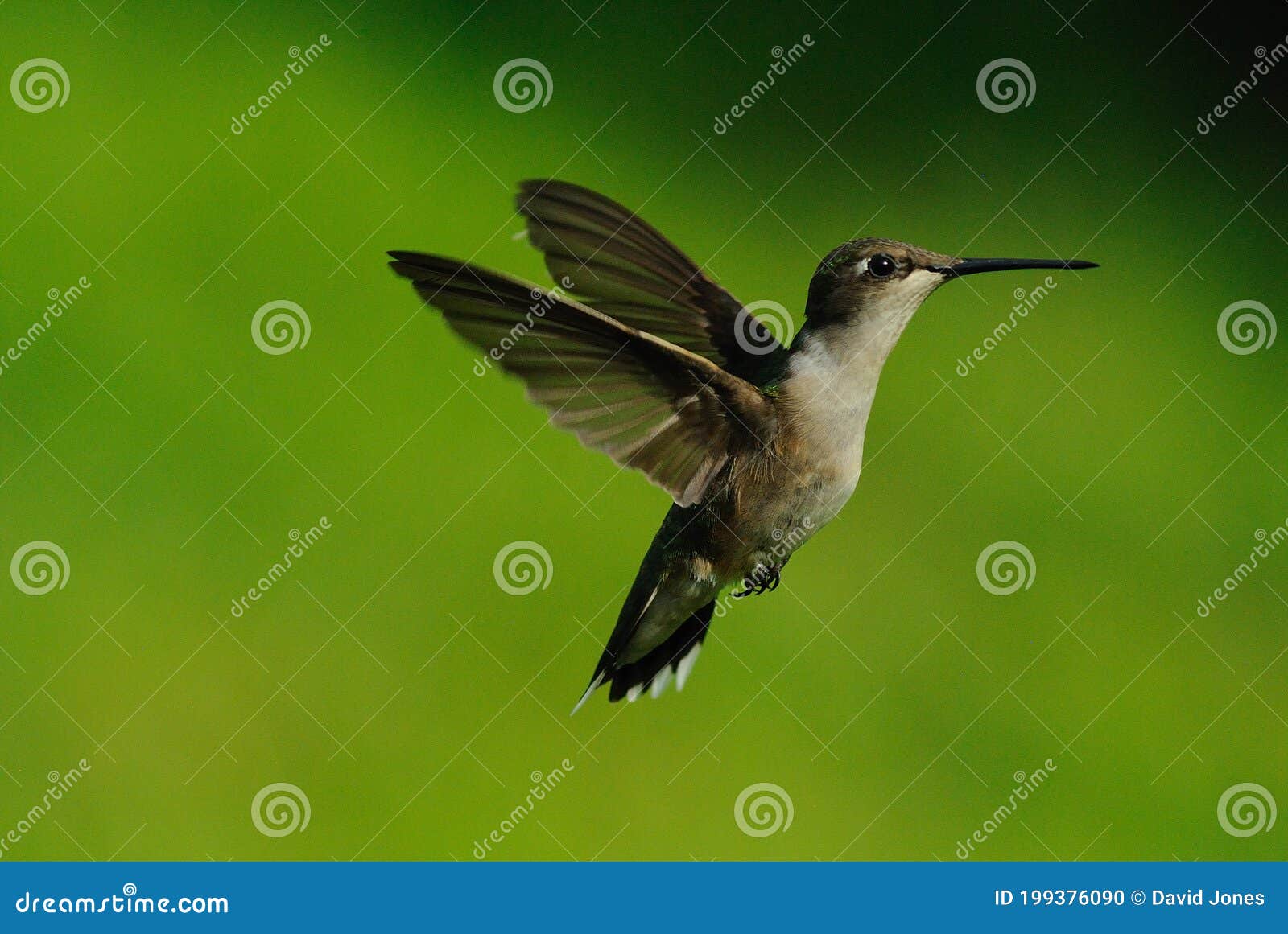 Ruby Throated Hummingbird High Shutter Speed Flying Stock Photo - Image ...