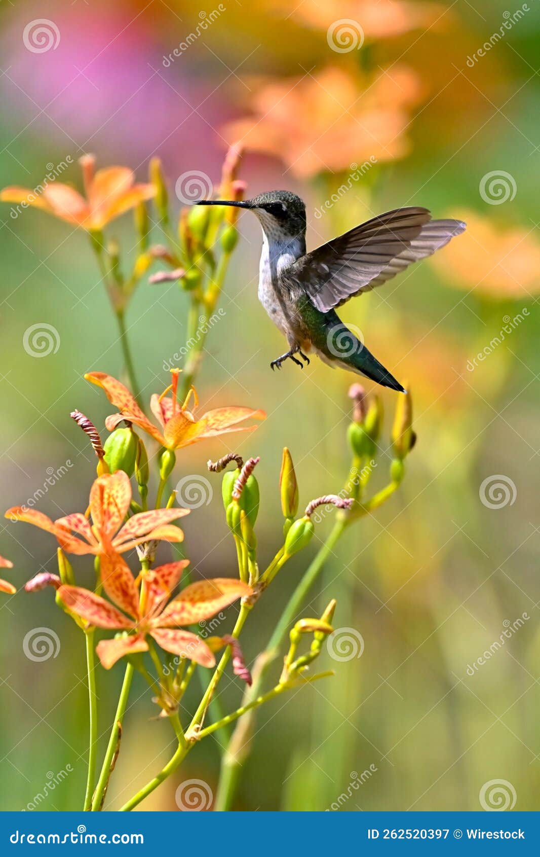 Ruby-throated Hummingbird Hoveri To the Flower Stock Image - Image of ...