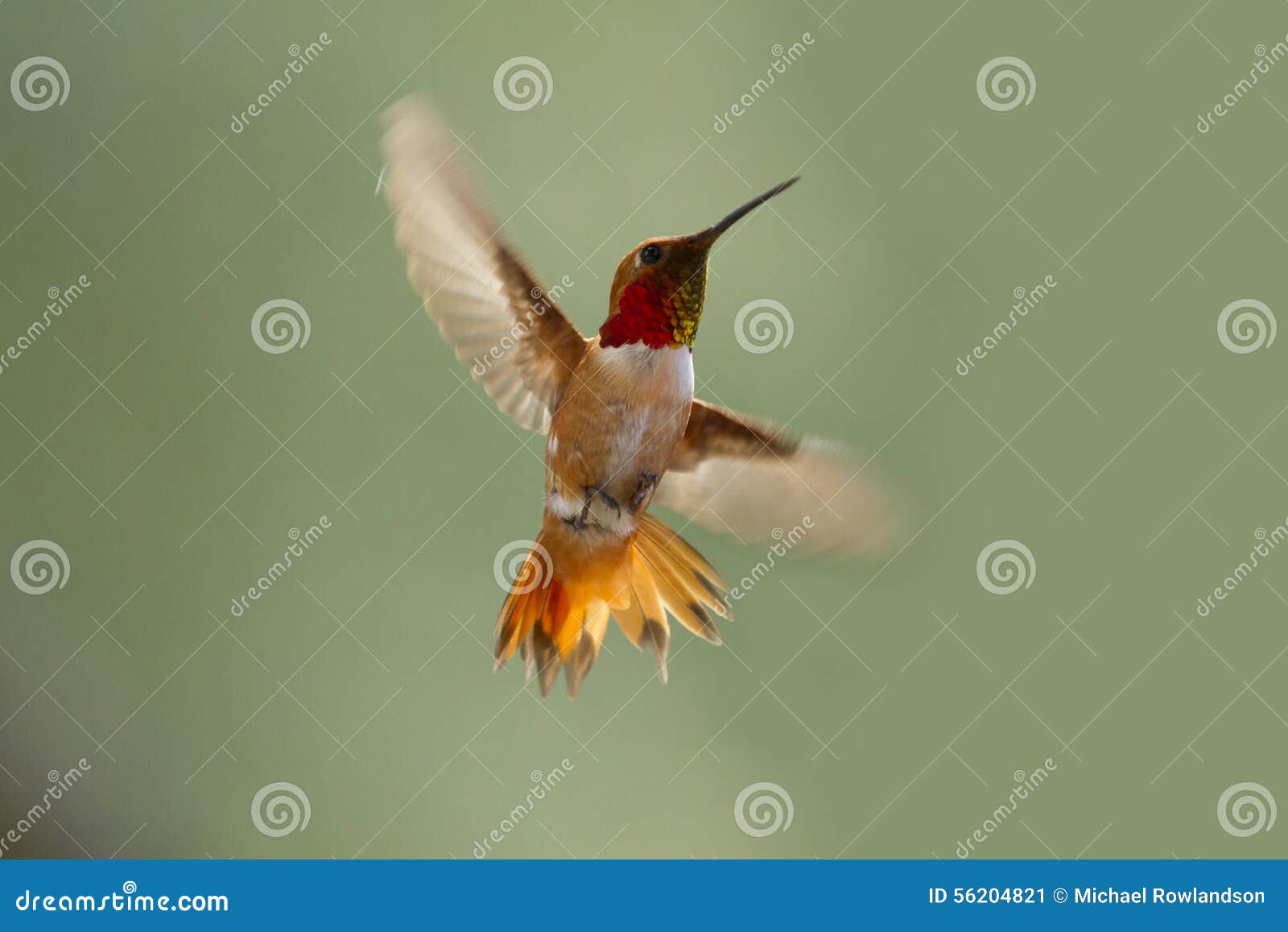 Ruby Throated Hummingbird / Rufus Hummingbird Stock Image - Image of ...