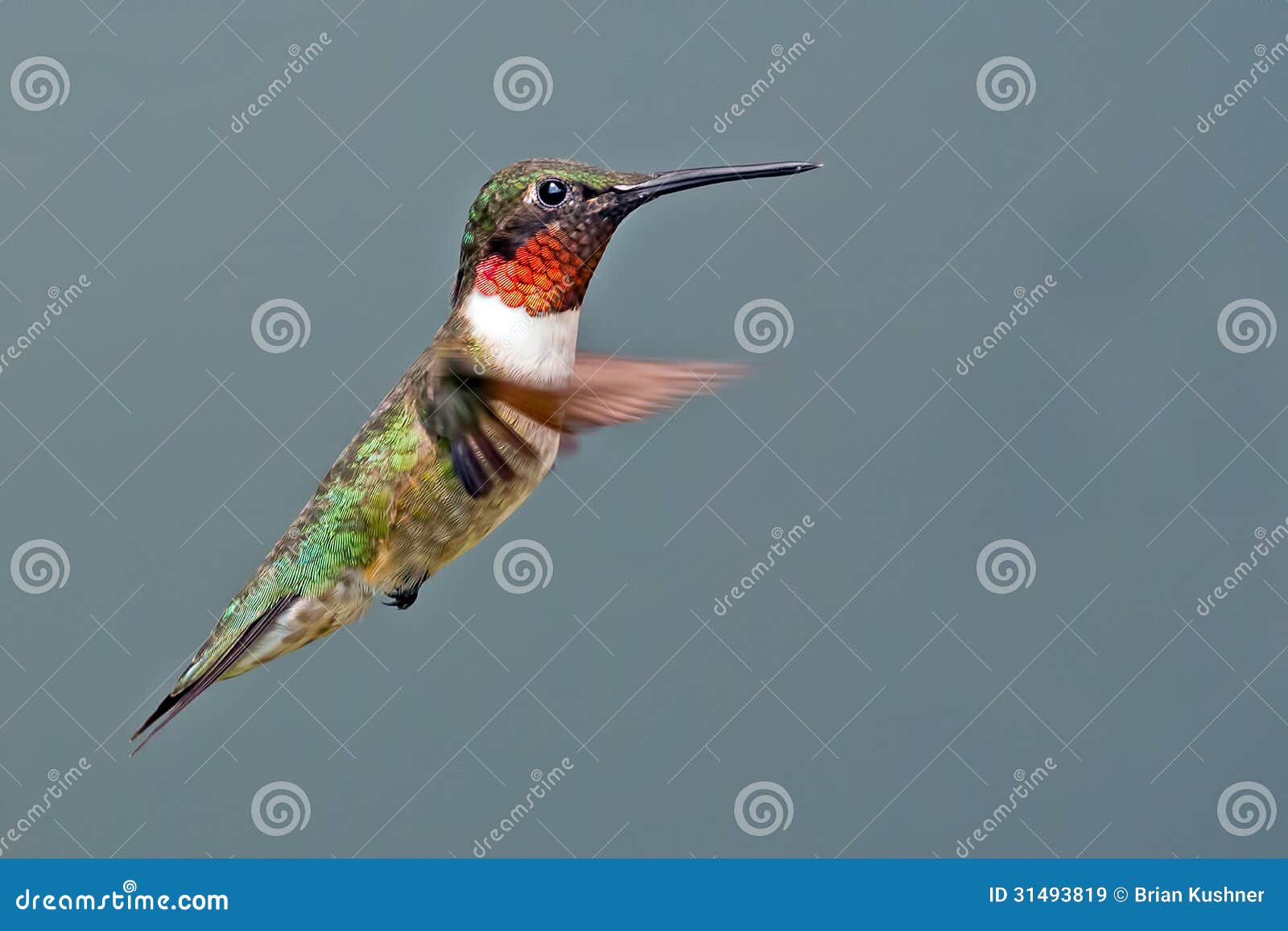 Ruby-throated Hummingbird stock image. Image of throat - 31493819