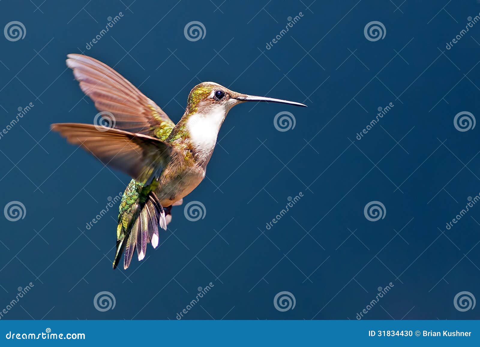 Ruby-throated Hummingbird stock photo. Image of archilochus - 31834430