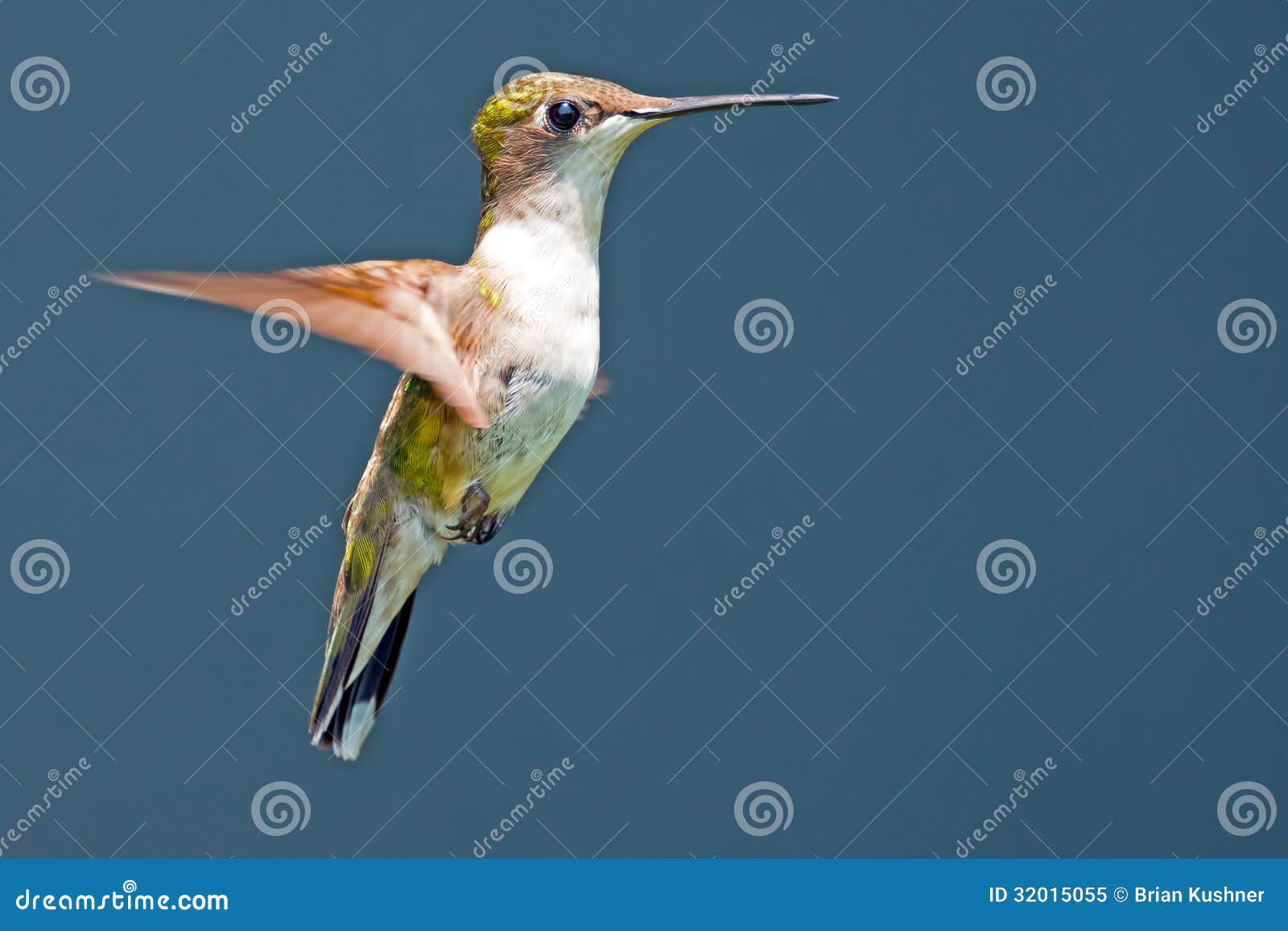 Ruby-throated Hummingbird stock image. Image of nature - 32015055