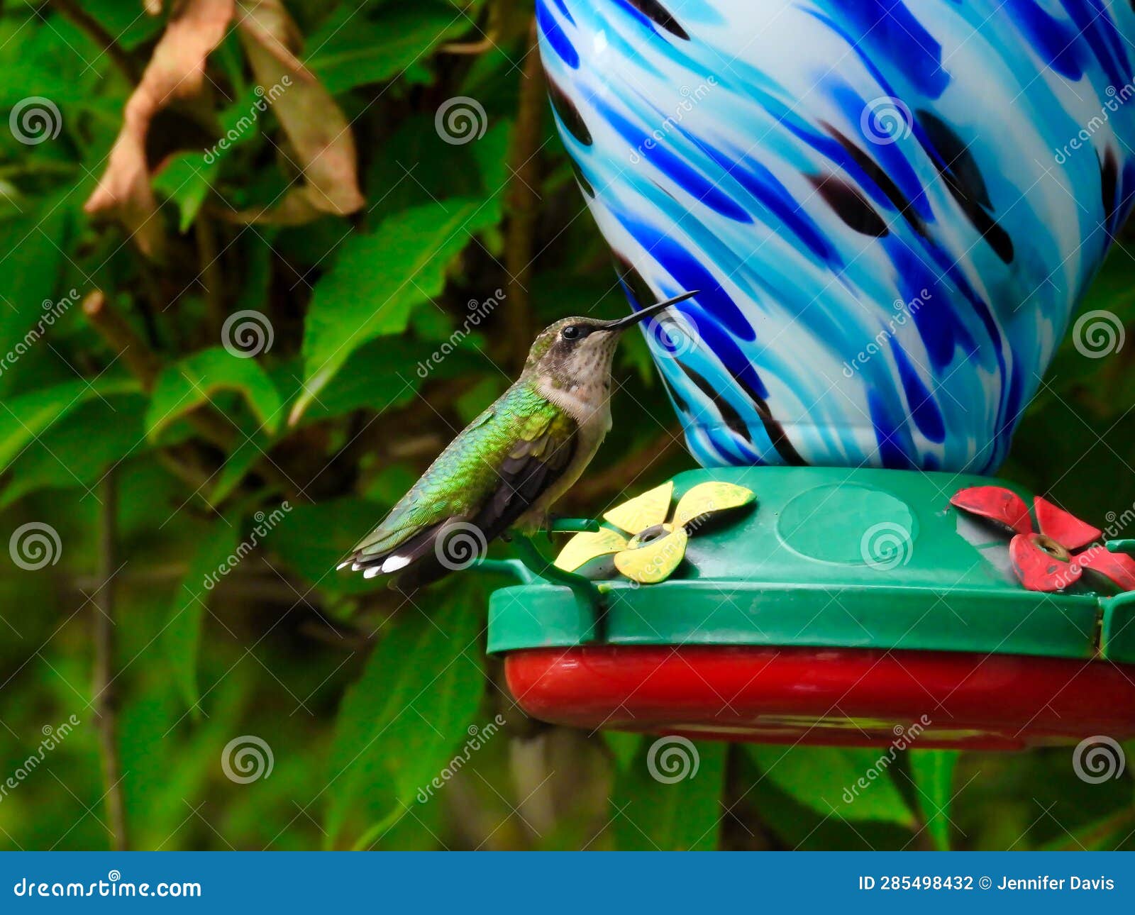 Ruby-Throated Hummingbird at Nectar Feeder Stock Photo - Image of macro ...