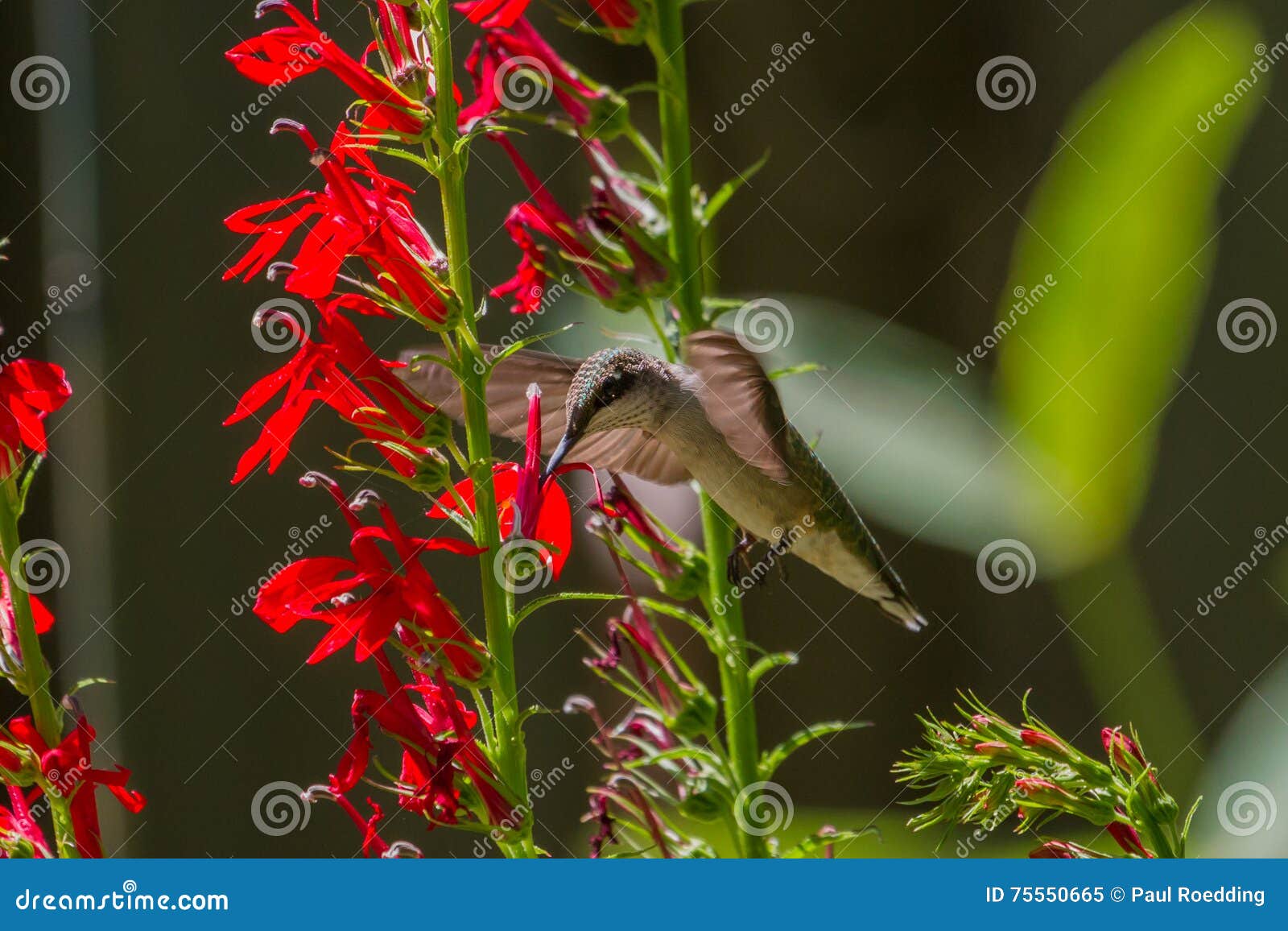 Ruby-throated Hummingbird stock image. Image of ruby - 75550665