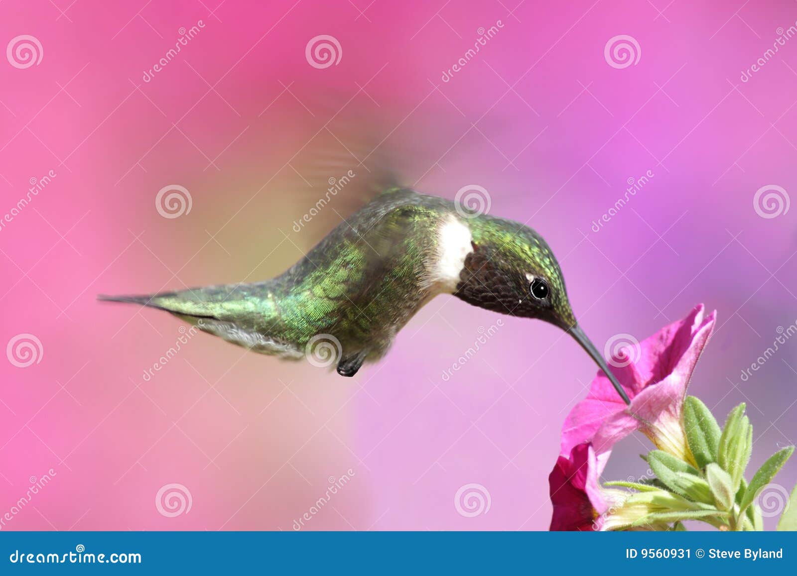 Ruby-throated Hummingbird on a Perch Stock Image - Image of archilochus ...