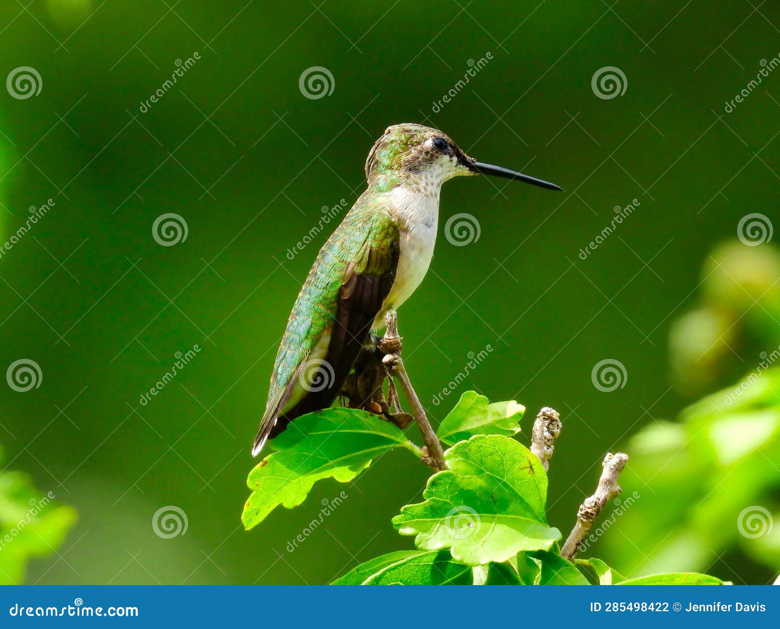 Ruby-Throated Hummingbird Perched on a Branch Stock Photo - Image of ...
