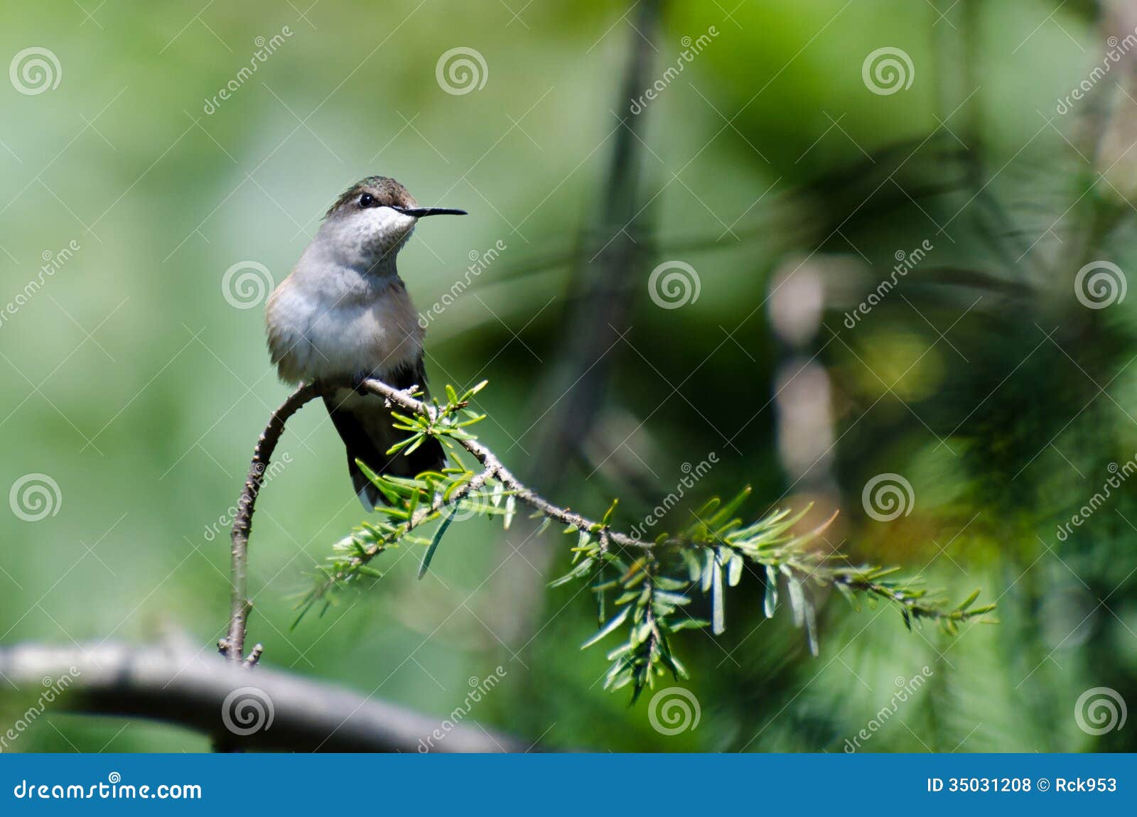 Ruby-Throated Hummingbird Perched on an Evergreen Branch Stock Photo ...