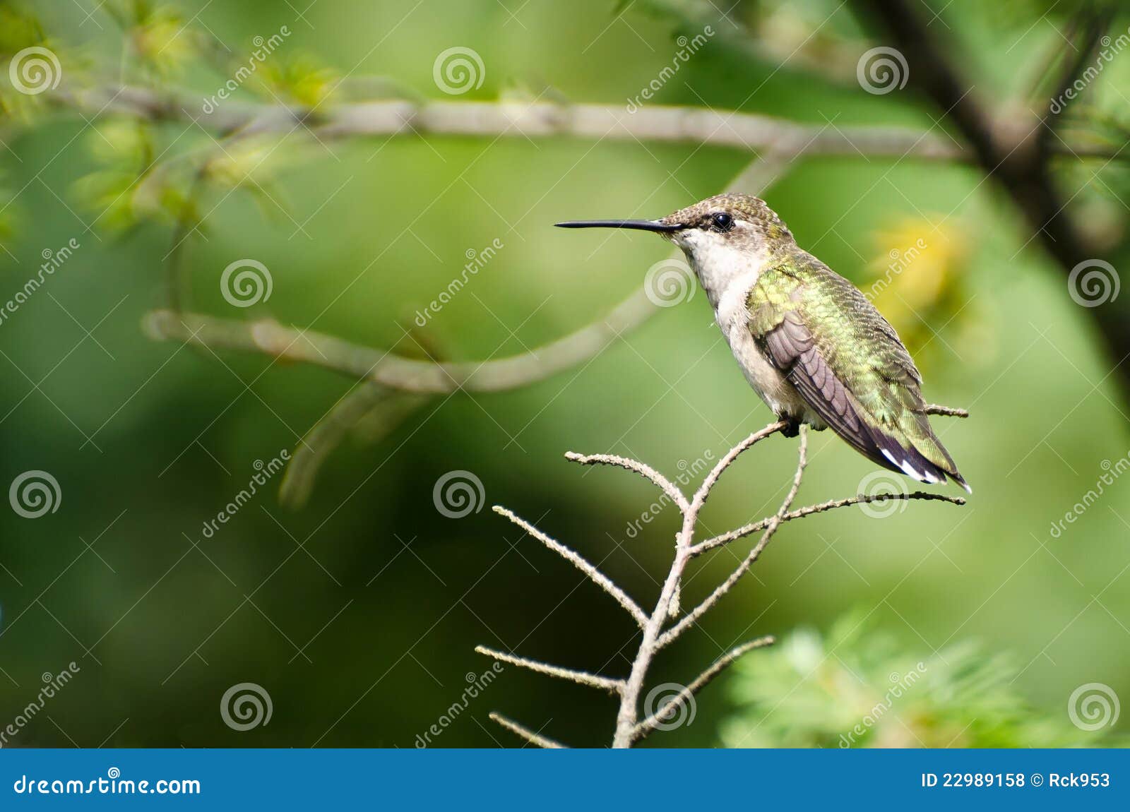 Ruby-Throated Hummingbird Perched in a Tree Stock Photo - Image of ...
