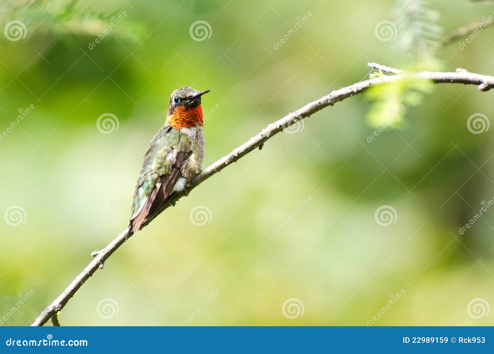 Ruby-Throated Hummingbird Perched in a Tree Stock Image - Image of ...
