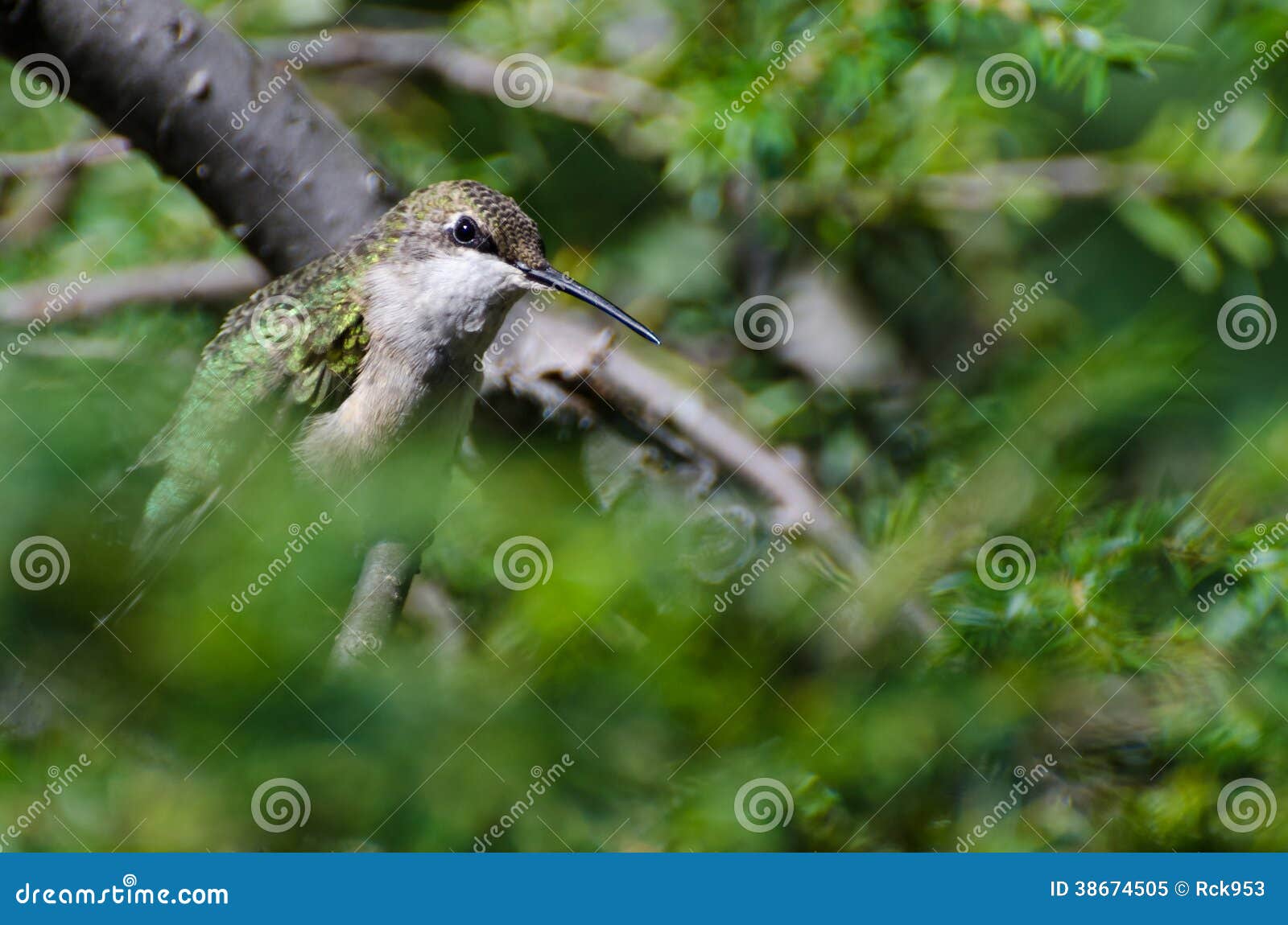 Ruby-Throated Hummingbird Perched in a Tree Stock Image - Image of ...