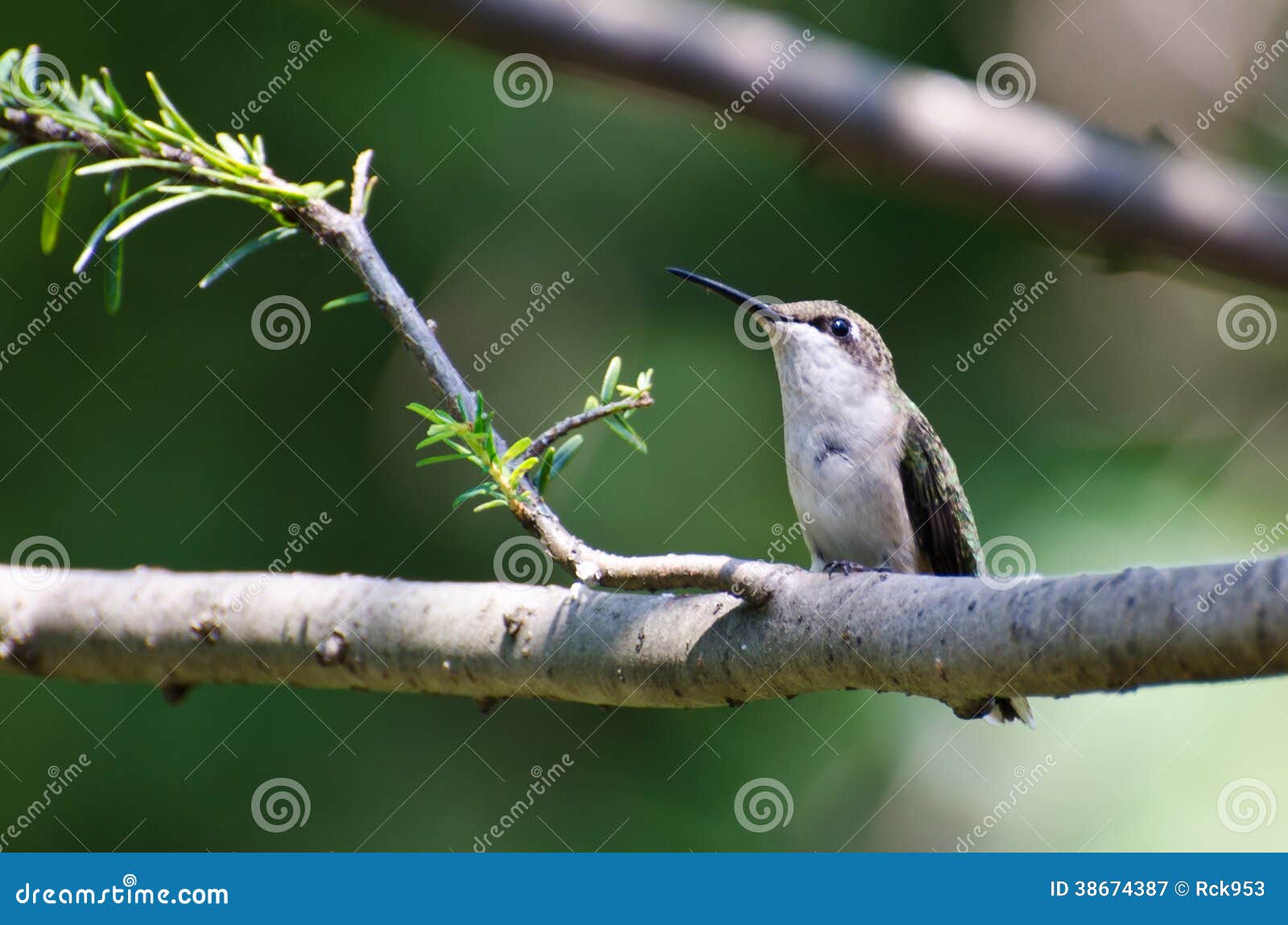 Ruby-Throated Hummingbird Perched in a Tree Stock Image - Image of bird ...