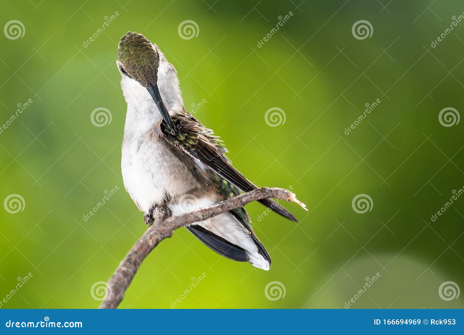 Ruby Throated Hummingbird Preening while Perched Delicately on a ...