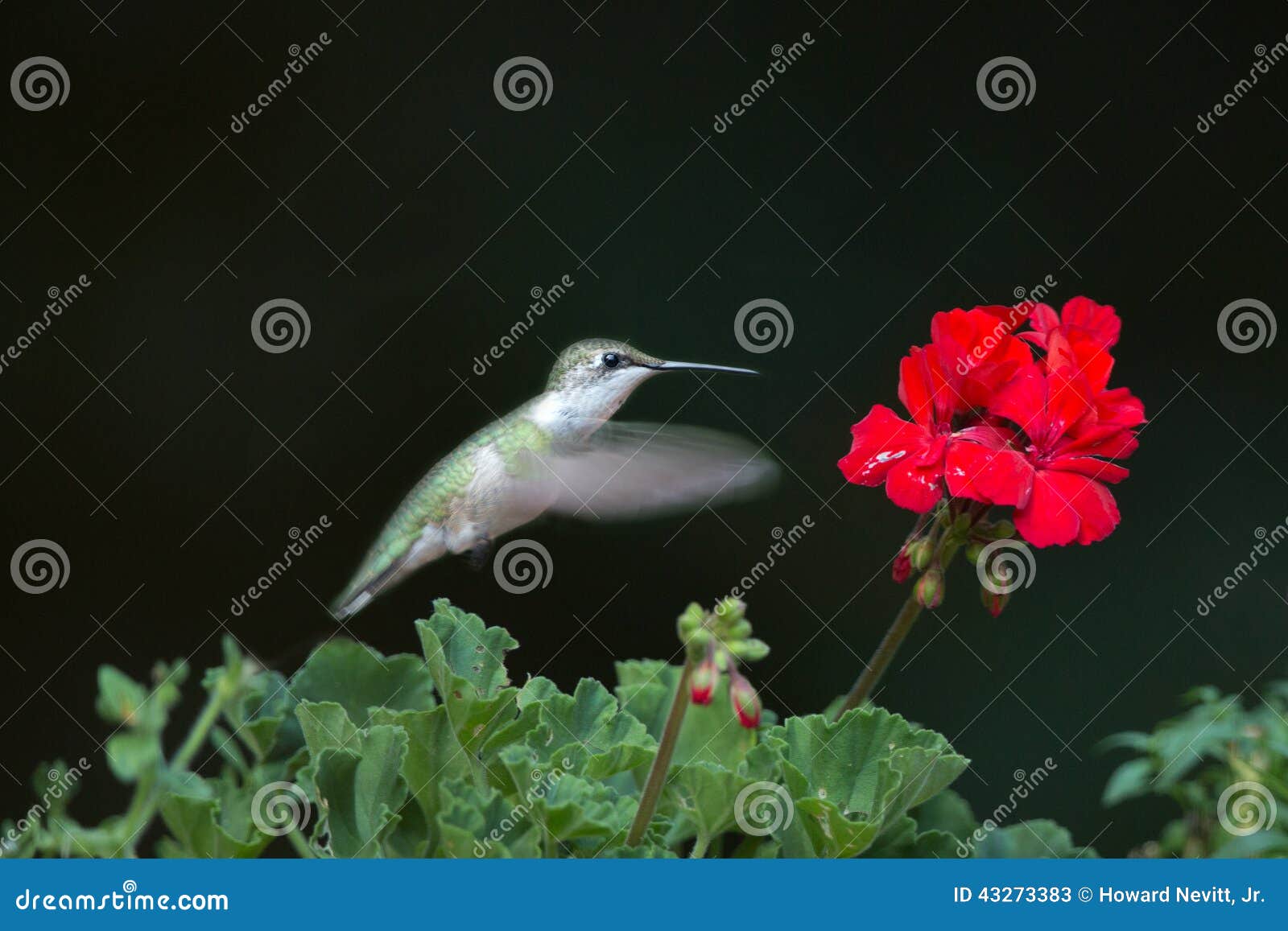 Ruby-throated Hummingbird at Red Flowers Stock Image - Image of summer ...