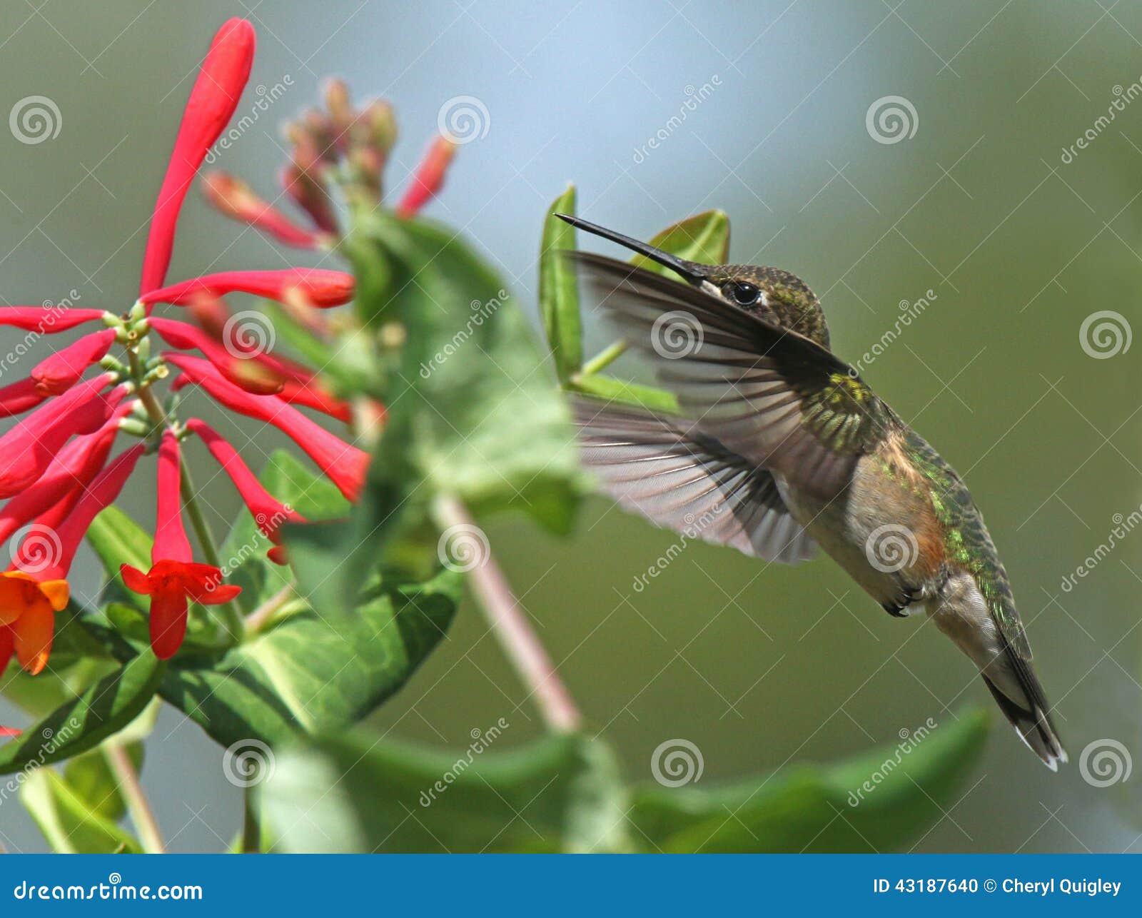 Ruby-Throated Hummingbird at Red Honeysuckle Stock Photo - Image of ...