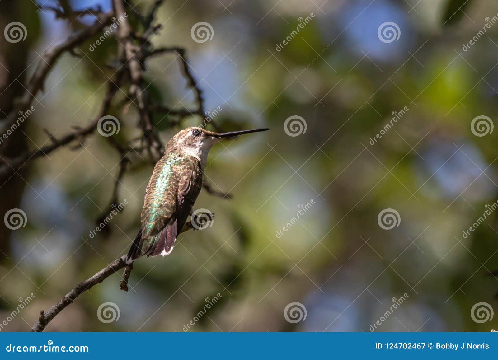 Ruby-throated Hummingbird Resting in the Oak Tree Stock Image - Image ...
