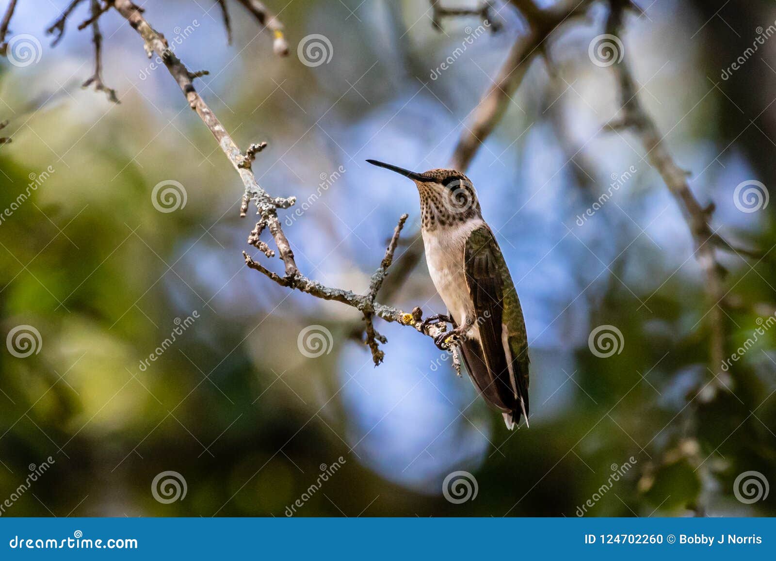 Ruby-throated Hummingbird Resting in the Oak Tree Stock Photo - Image ...