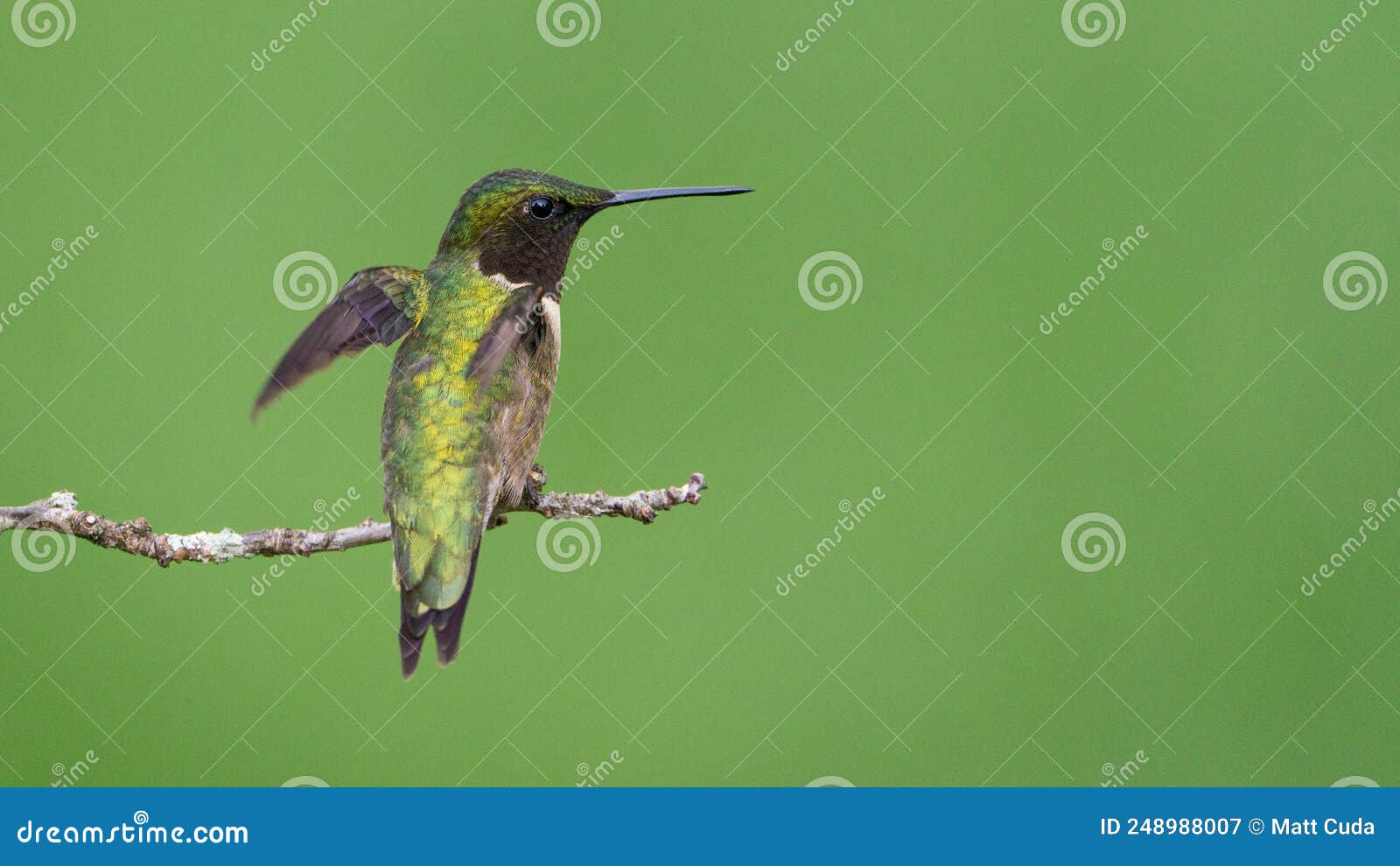 Ruby-throated Hummingbird stock image. Image of colubris - 248988007