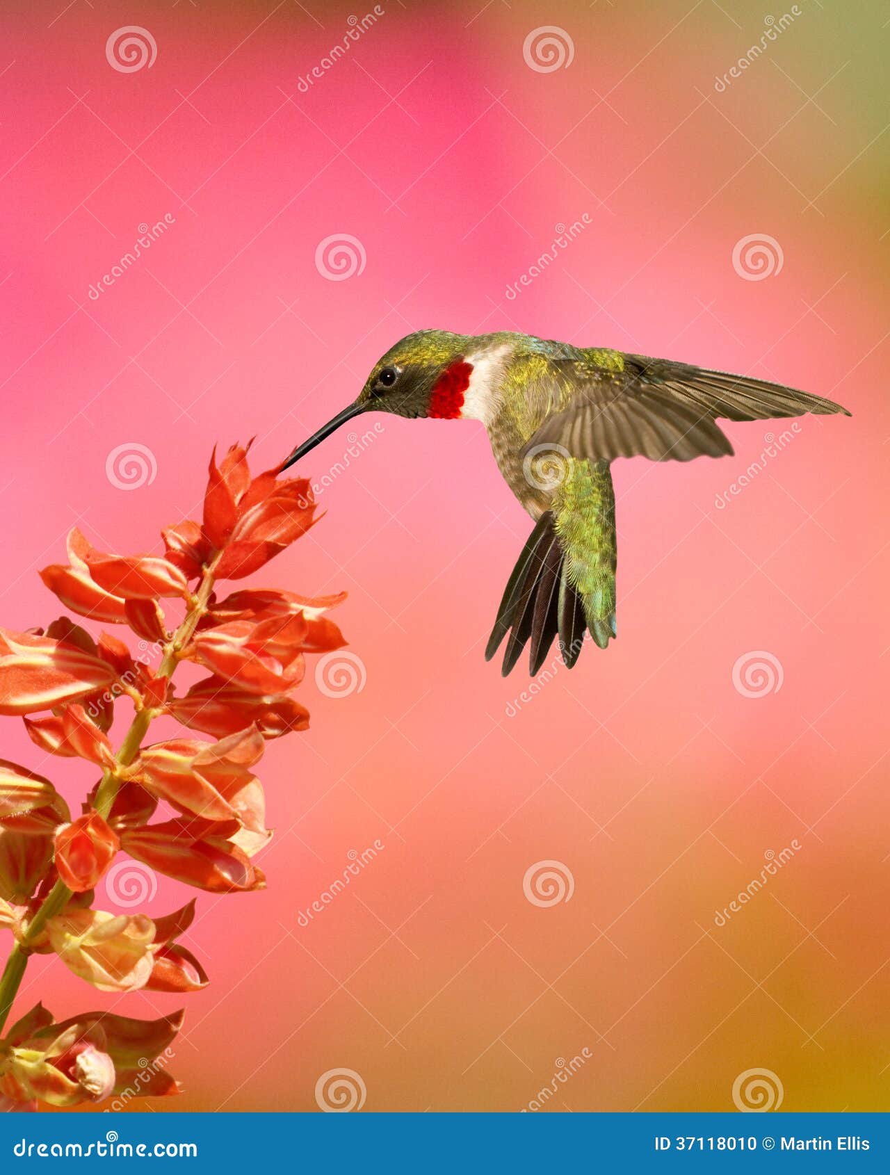 Ruby-Throated Hummingbird and Salvia Stock Photo - Image of america ...