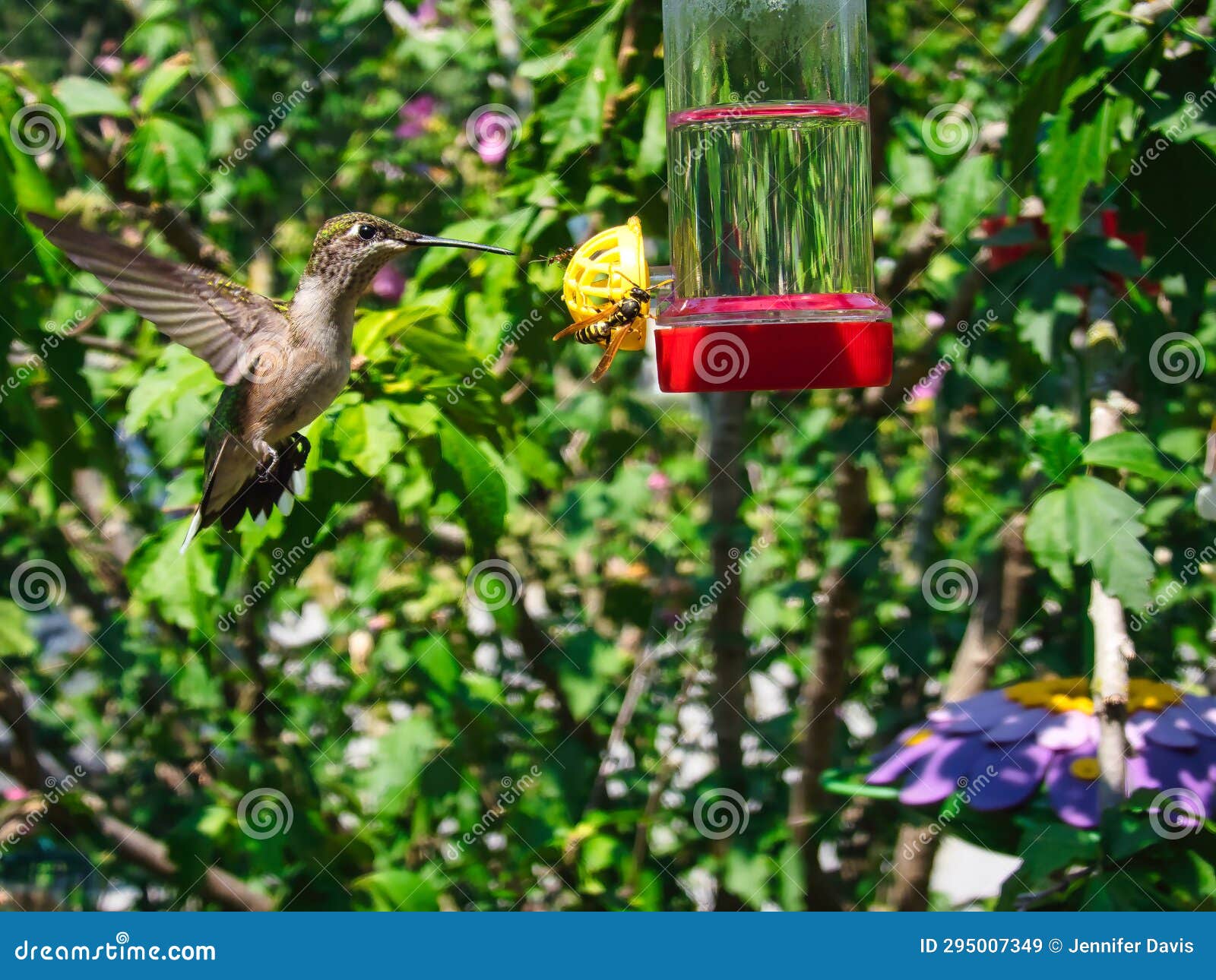 Ruby-Throated Hummingbird Sips Nectar from a Feeder while Hovering in ...