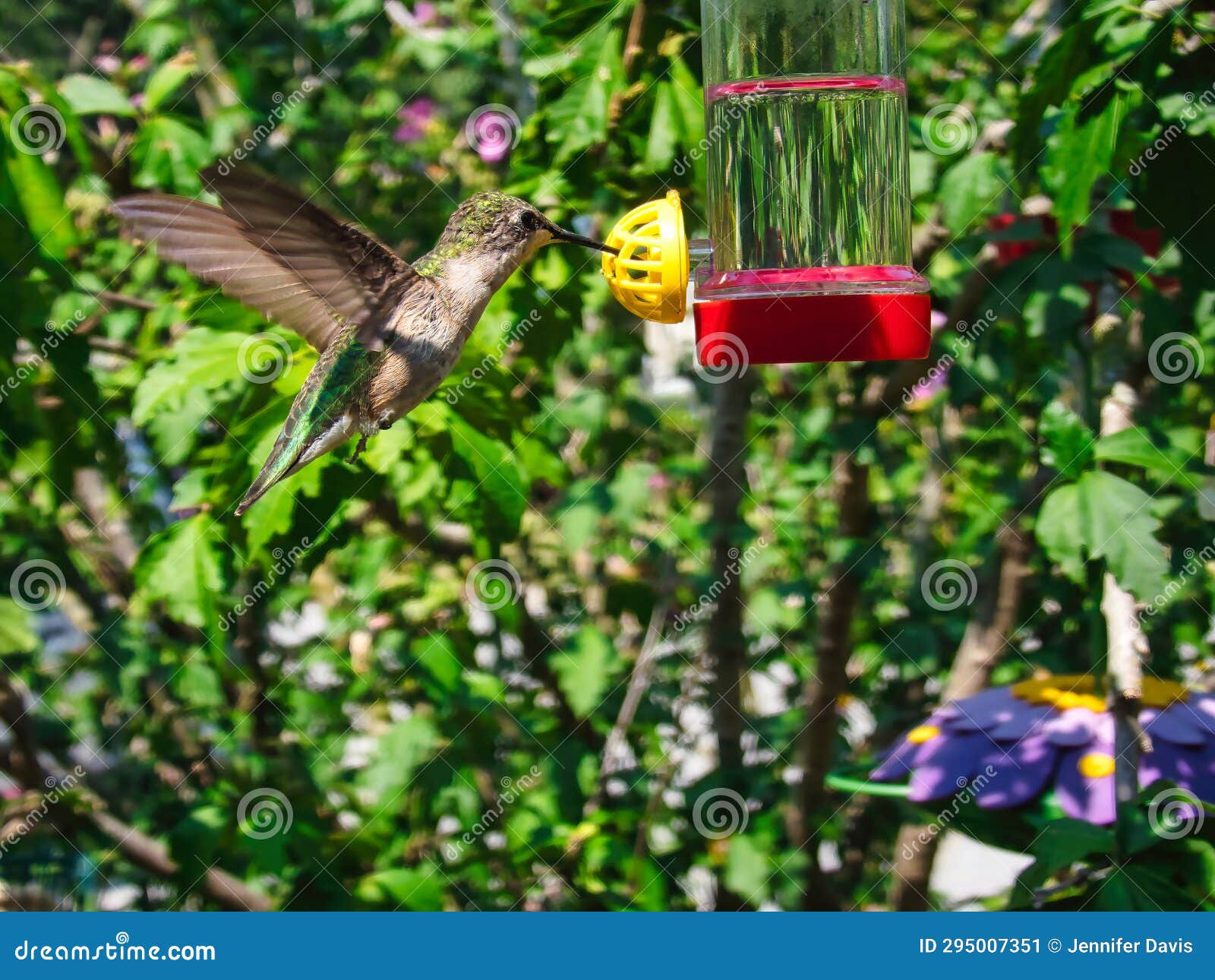 Ruby-Throated Hummingbird Sips Nectar from a Feeder while Hovering in ...