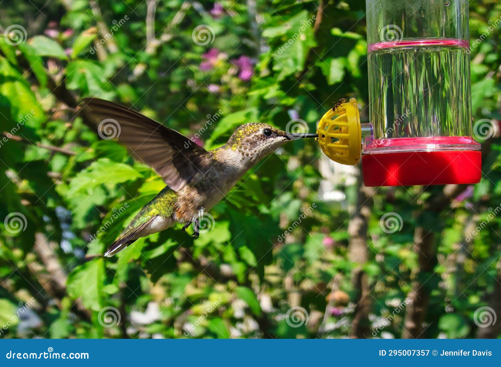 Ruby-Throated Hummingbird Sips Nectar from a Feeder while Hovering in ...