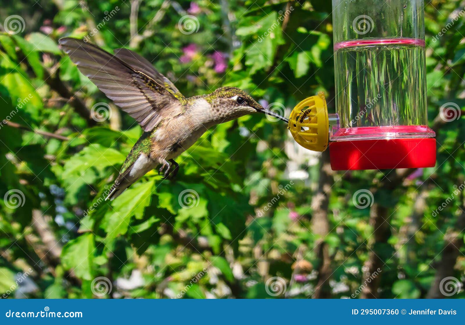 Ruby-Throated Hummingbird Sips Nectar from a Feeder while Hovering in ...