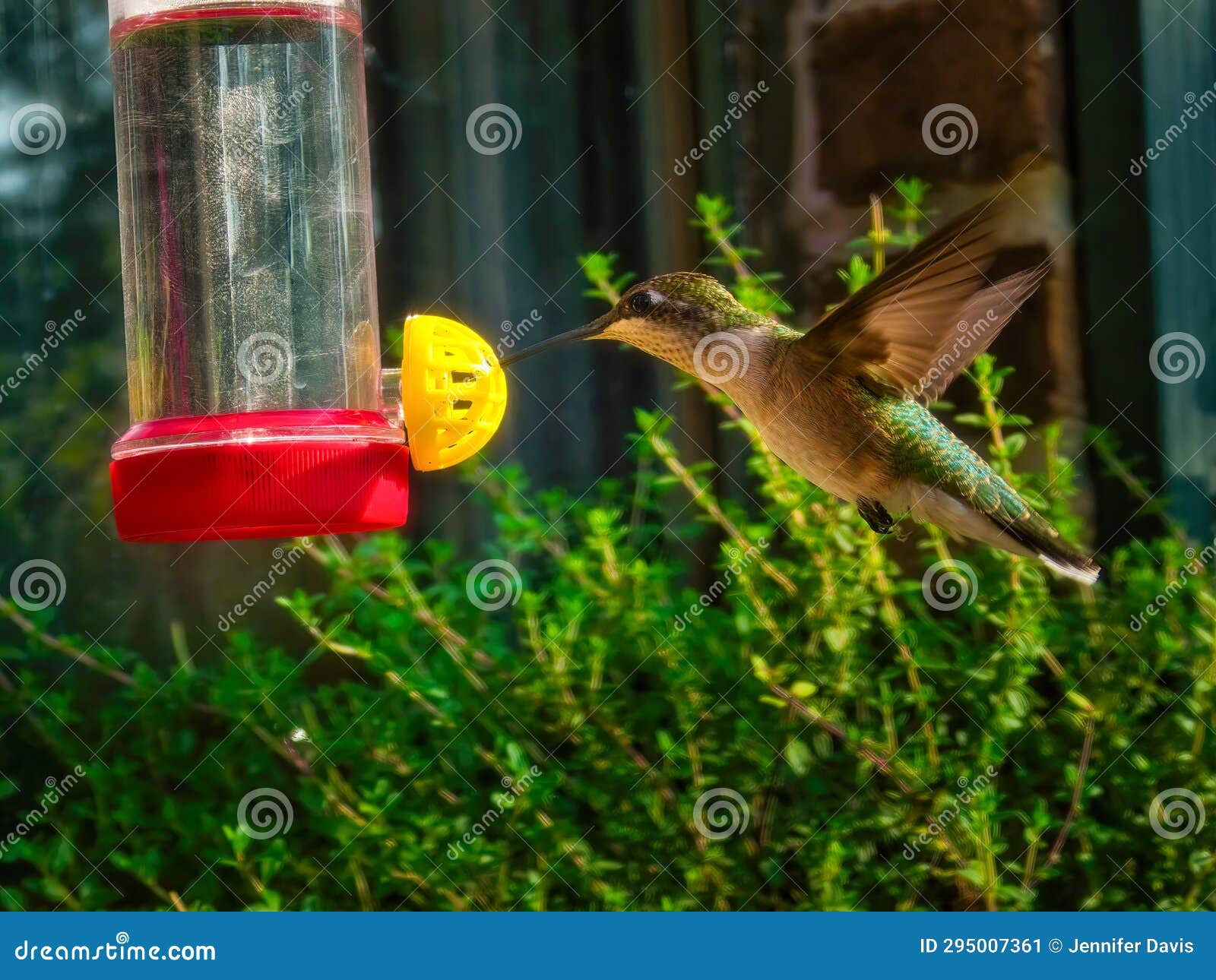 Ruby-Throated Hummingbird Sips Nectar from a Feeder while Hovering in ...
