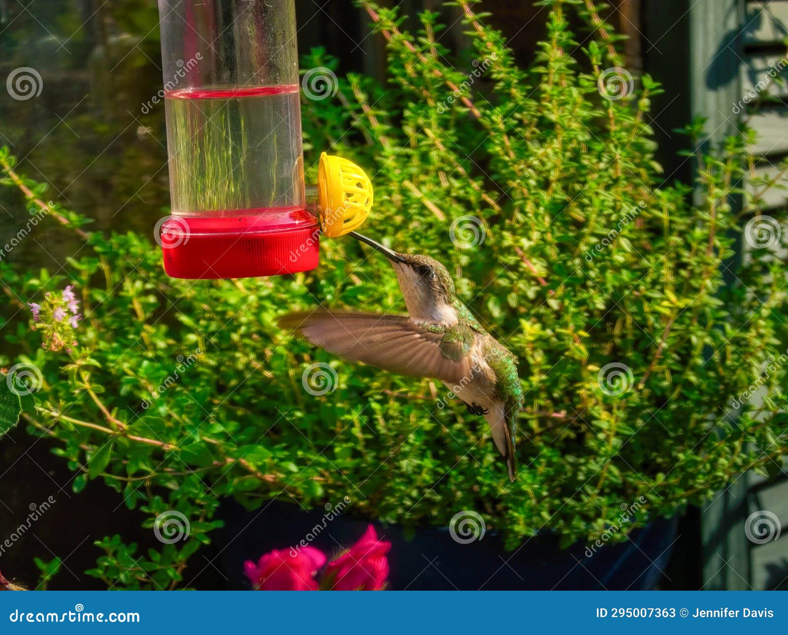 Ruby-Throated Hummingbird Sips Nectar from a Feeder while Hovering in ...