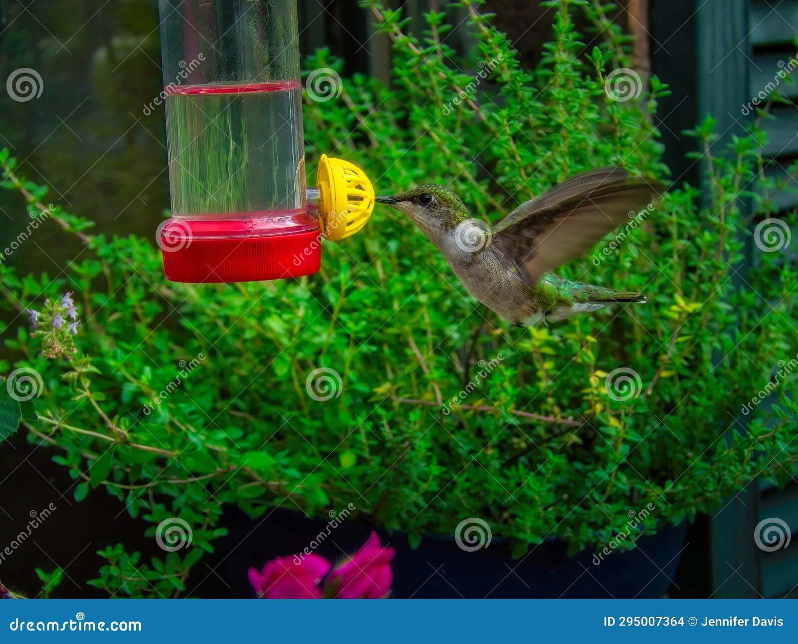 Ruby-Throated Hummingbird Sips Nectar from a Feeder while Hovering in ...