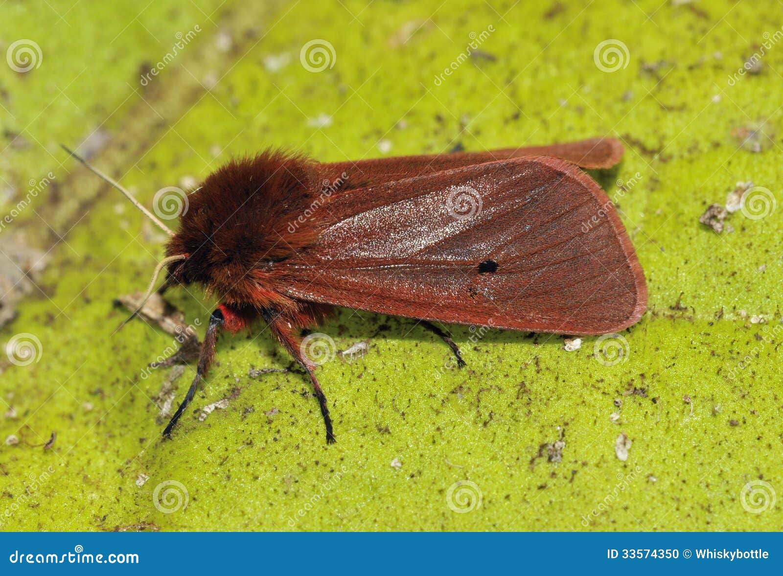 Ruby Tiger Moth stock photo. Image of rural, england - 33574350