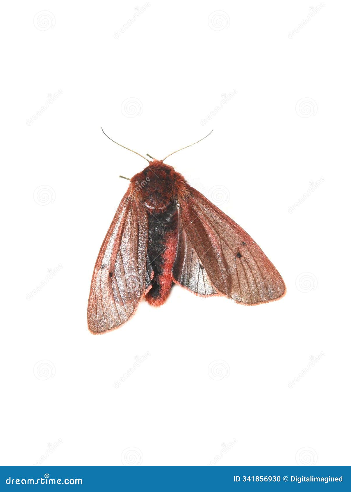 The Ruby Tiger Moth Phragmatobia Fuliginosa Stock Photo - Image of ...