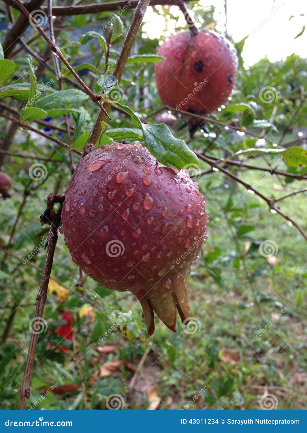Ruby stock photo. Image of tree, drop, ruby, fruit, water - 43011234