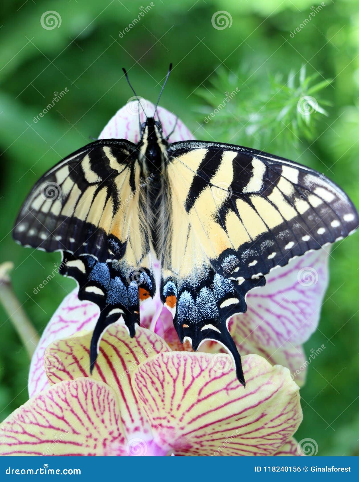 Ruby wings 库存照片. 图片 包括有 户外, 通配, 蝴蝶, 特写镜头, 关闭, 开花的, 黄色 - 118240156