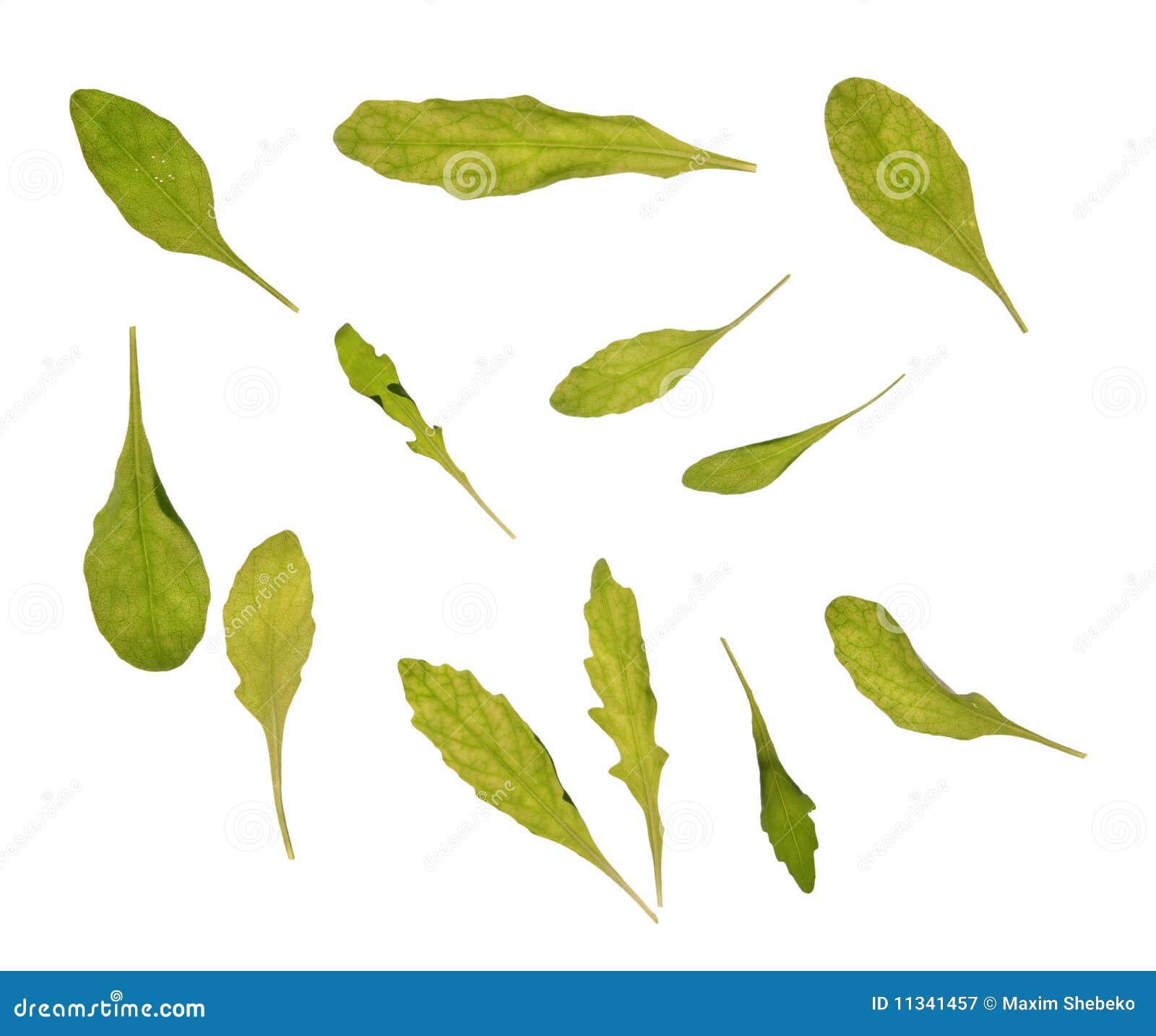 Ruccola leaves stock image. Image of herb, isolated, nature - 11341457