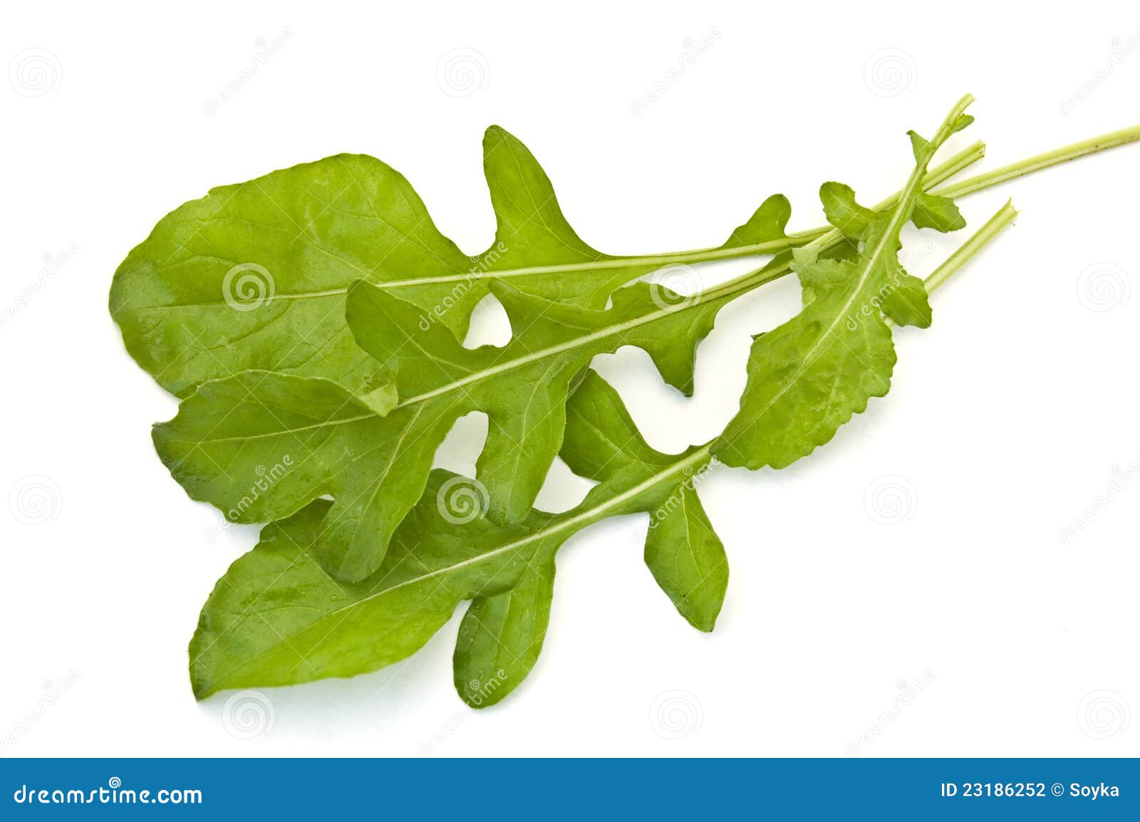 Ruccola Salat stockfoto. Bild von frisch, nave, bestandteil - 23186252
