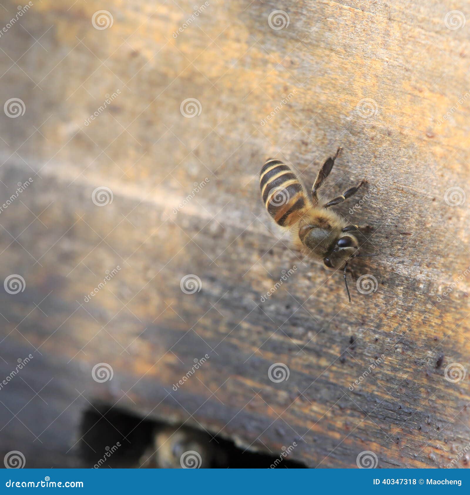 Ruche photo stock. Image du animal, ruche, écologie, miel - 40347318