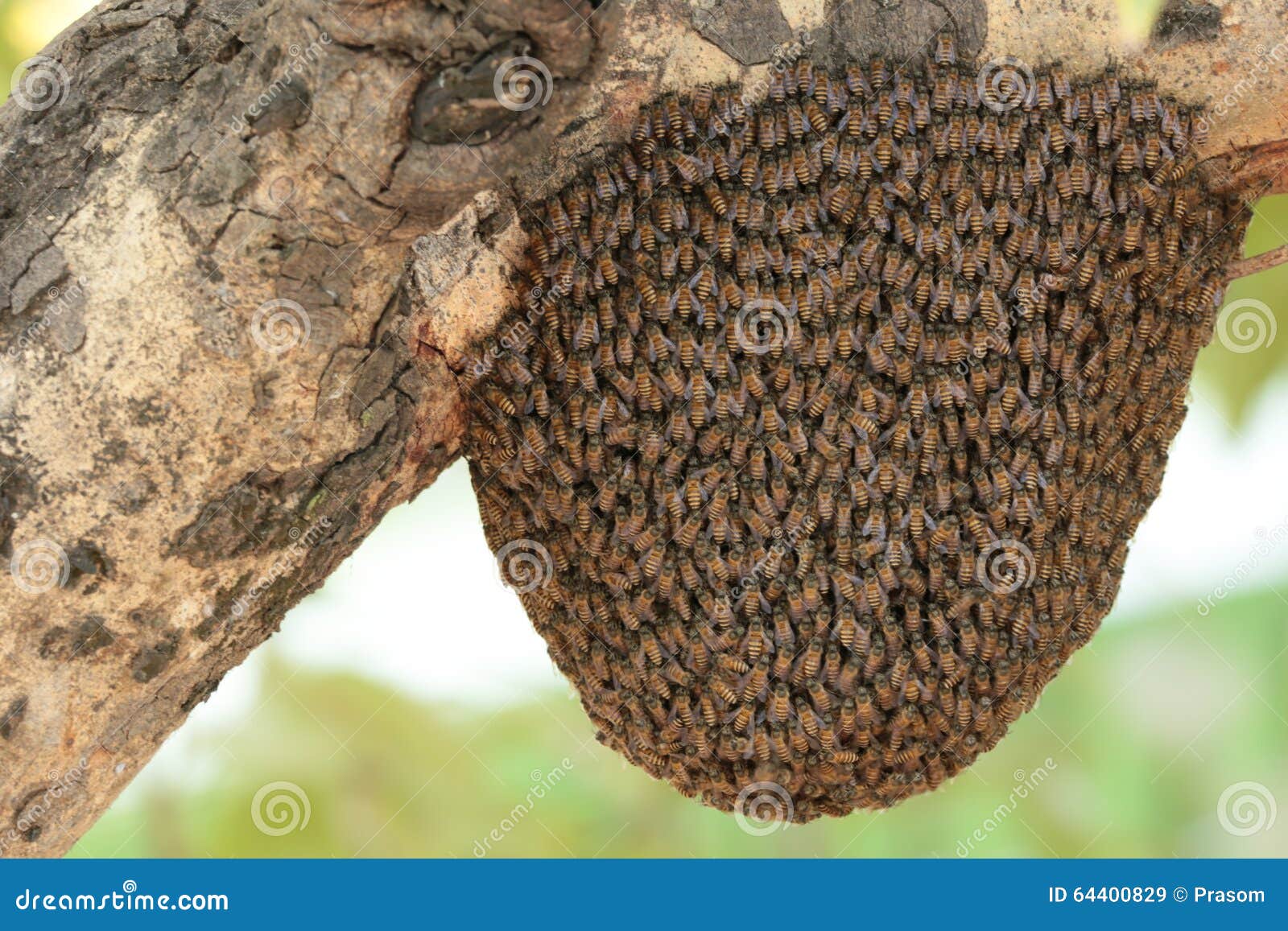 Ruche image stock. Image du lumineux, vert, abeilles - 64400829