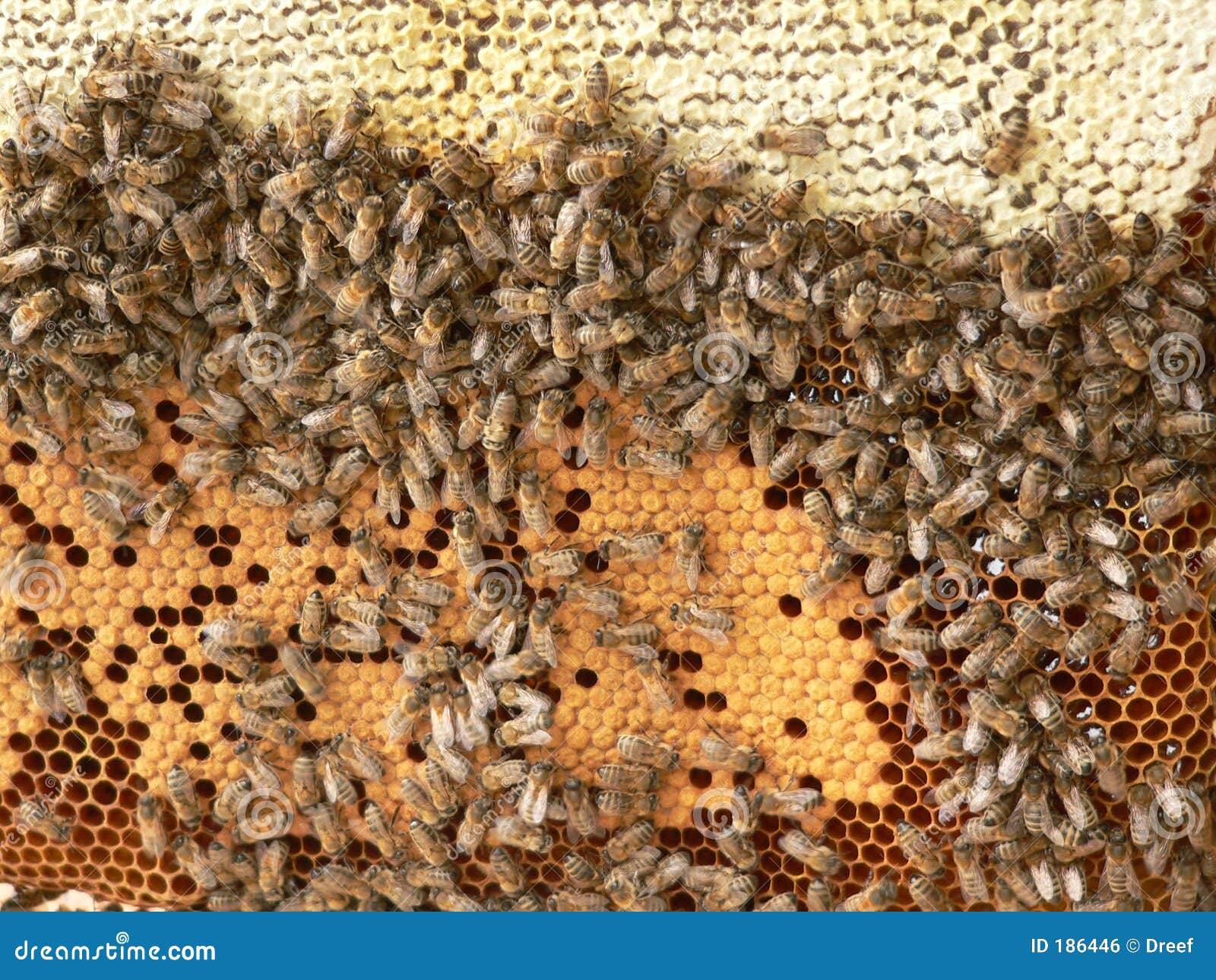 Ruche d'abeille photo stock. Image du larve, occupé, santé - 186446