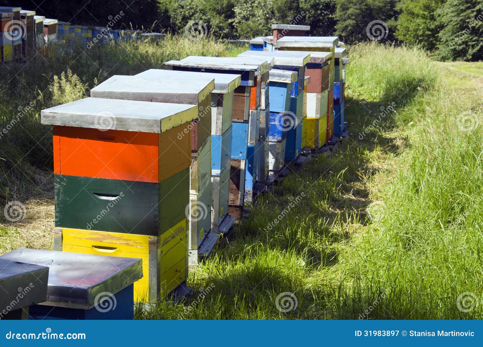 Ruche d'abeille image stock. Image du abeille, herbe - 31983897