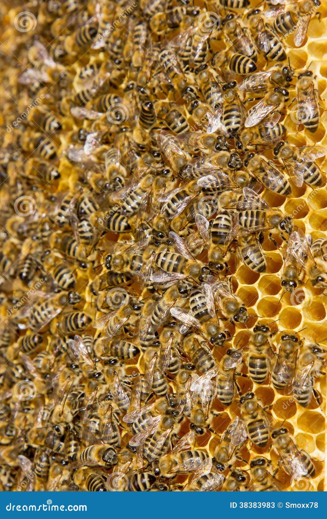 Ruche d'abeille image stock. Image of abeille, montagne - 38383983