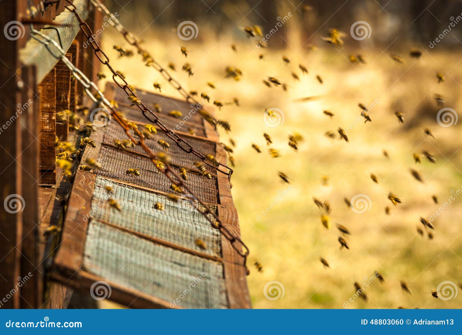 Ruche d'abeille photo stock. Image du colonie, agriculture - 48803060