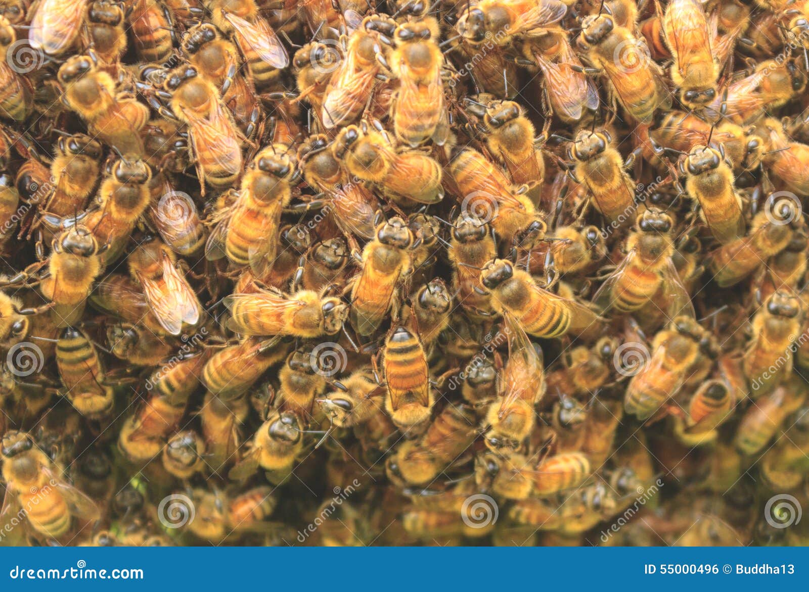 Ruche d'abeille photo stock. Image du intéresser, concept - 55000496