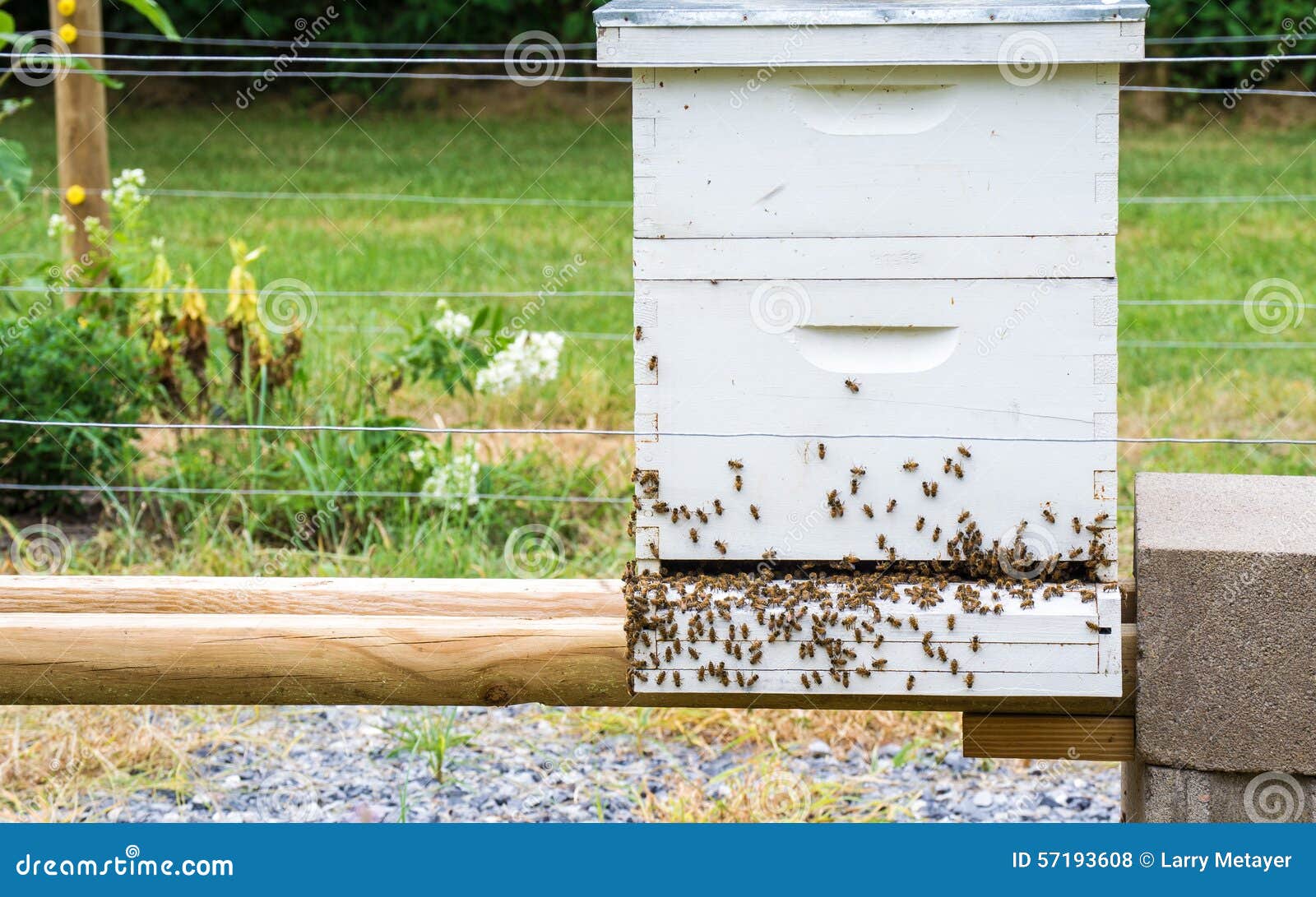 Ruche d'abeille photo stock. Image du floraison, fredonnement - 57193608
