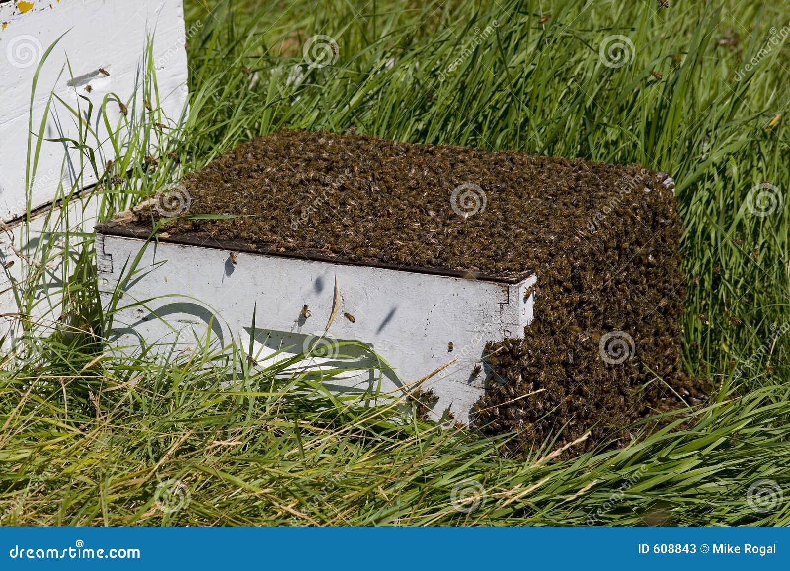 Ruche d'abeille image stock. Image du honeycomb, ruche - 608843