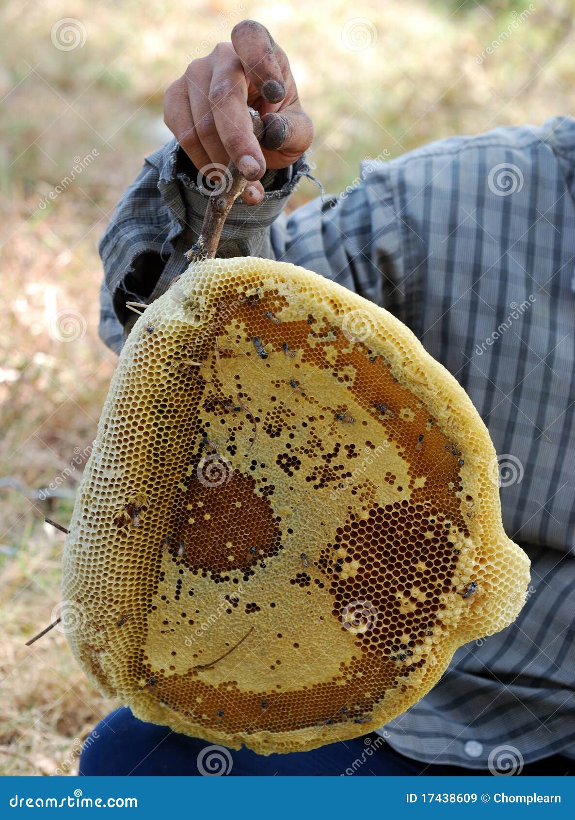 Ruche sauvage image stock. Image du piquer, miel, colonie - 17438609