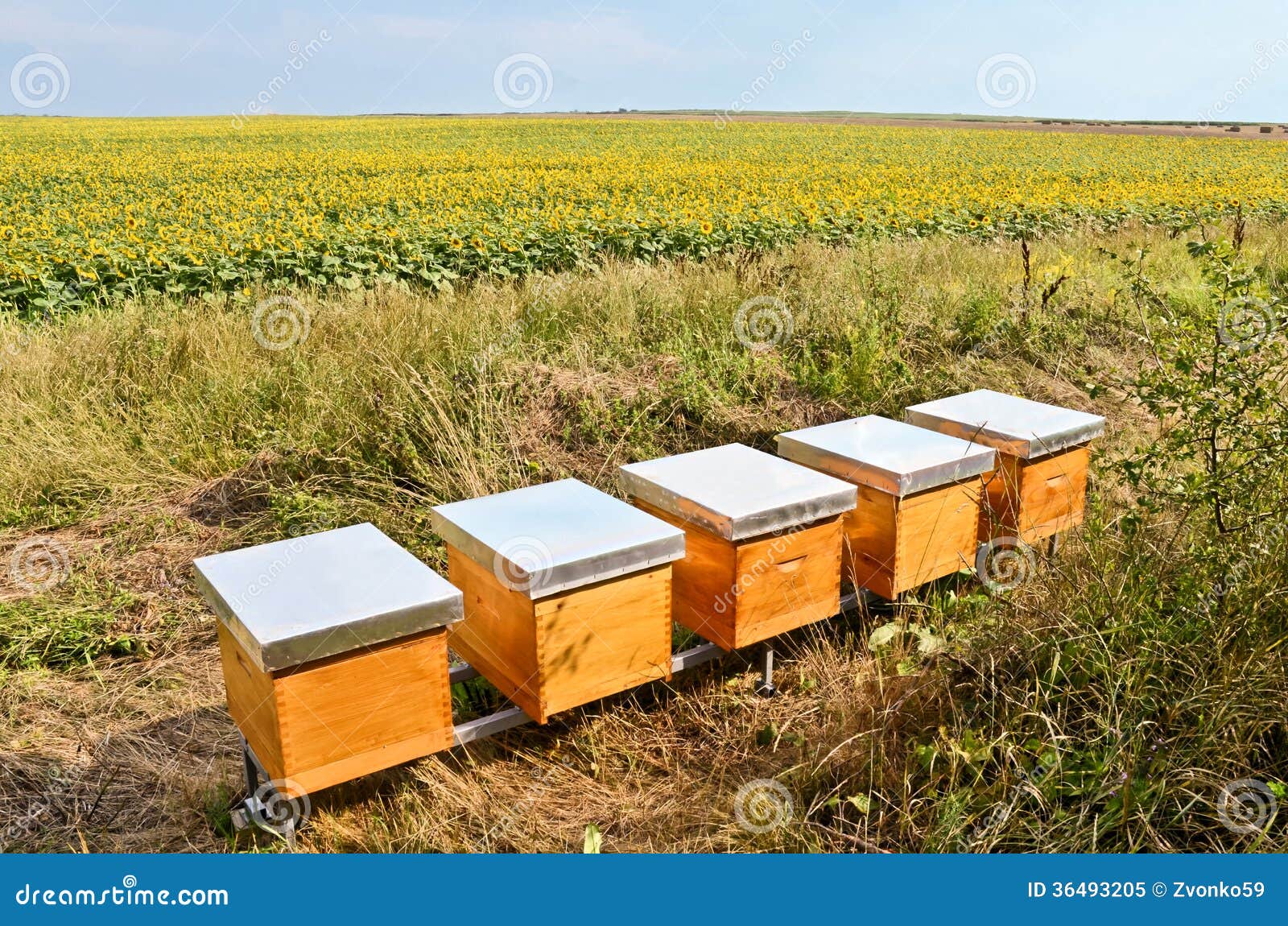 Ruches d'abeille image stock. Image du zone, colonie - 36493205