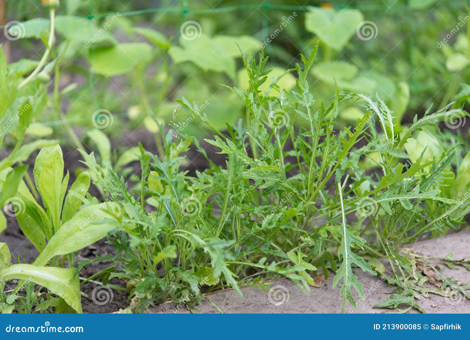 Rucola Arugula stock image. Image of beautiful, texture - 213900085