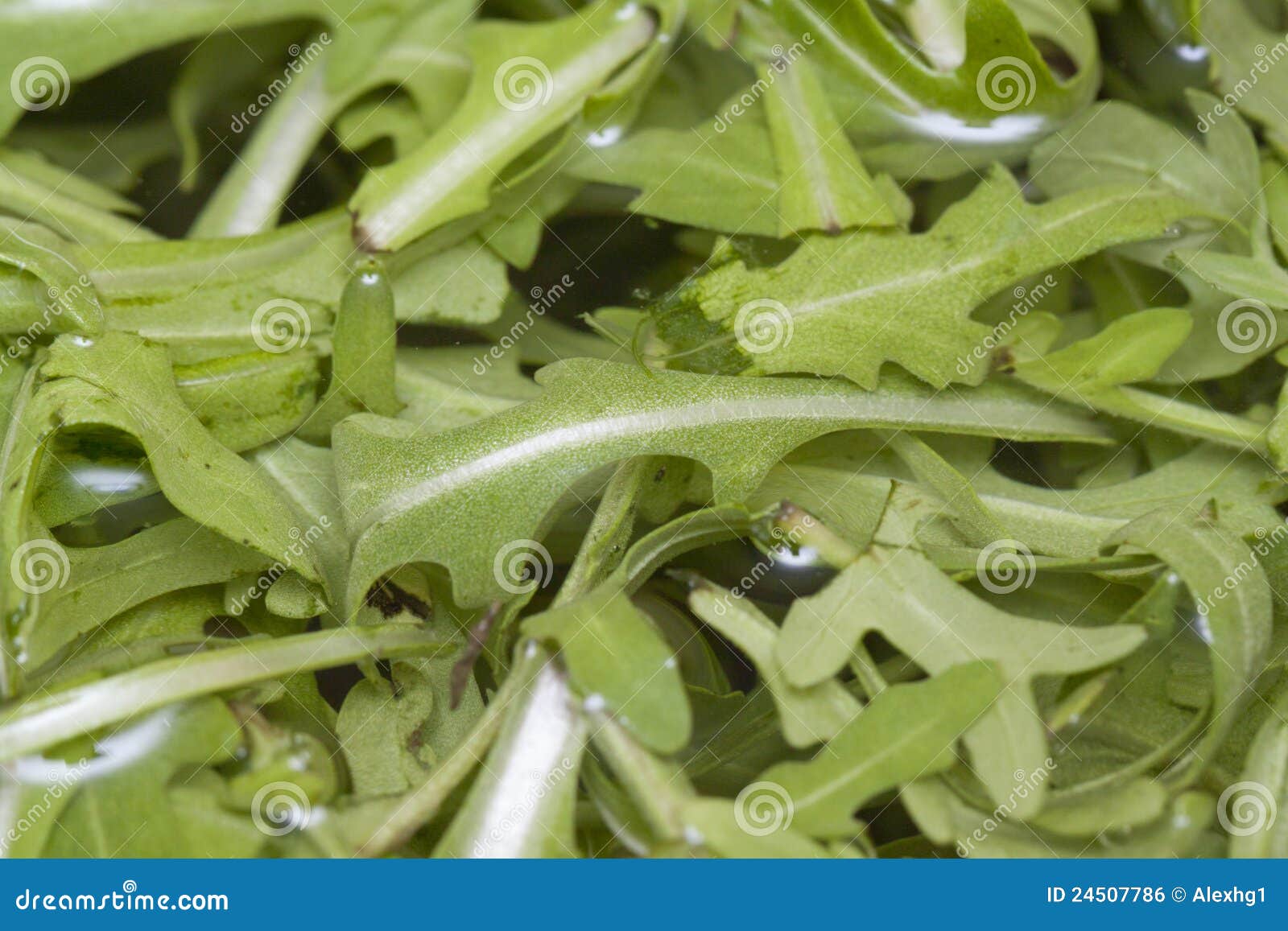 Rucola leaves stock photo. Image of ingredient, color - 24507786