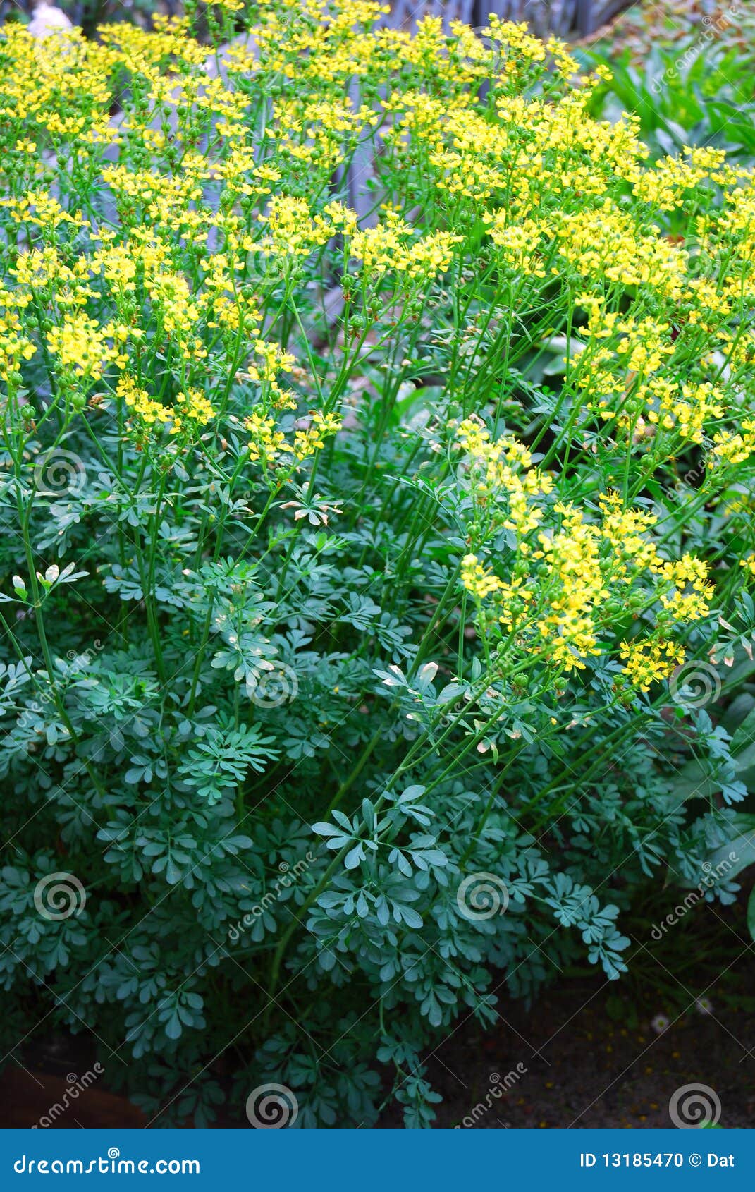 Ruda foto de archivo. Imagen de amargo, sano, florecimiento - 13185470